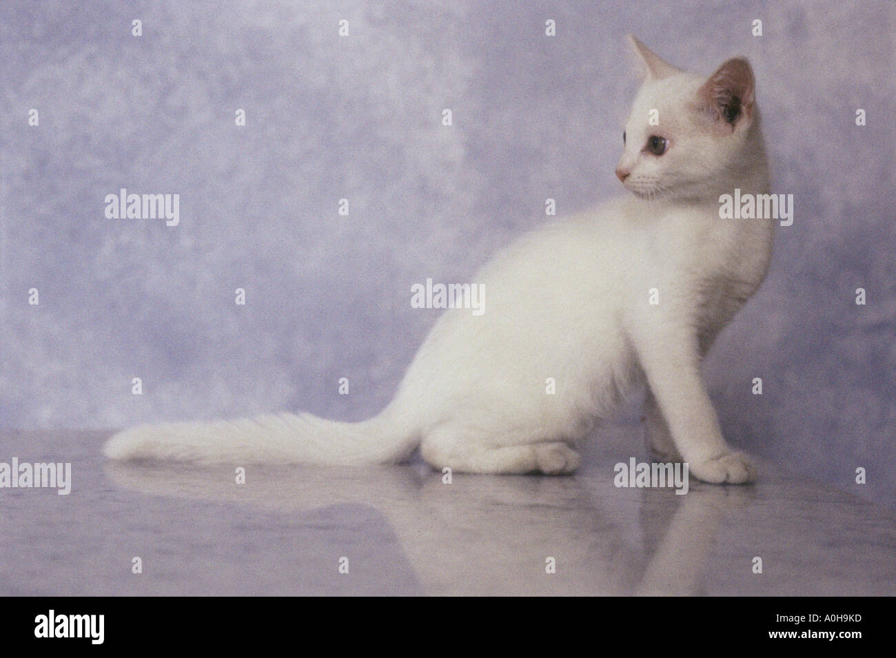 Side profile of a kitten Stock Photo - Alamy