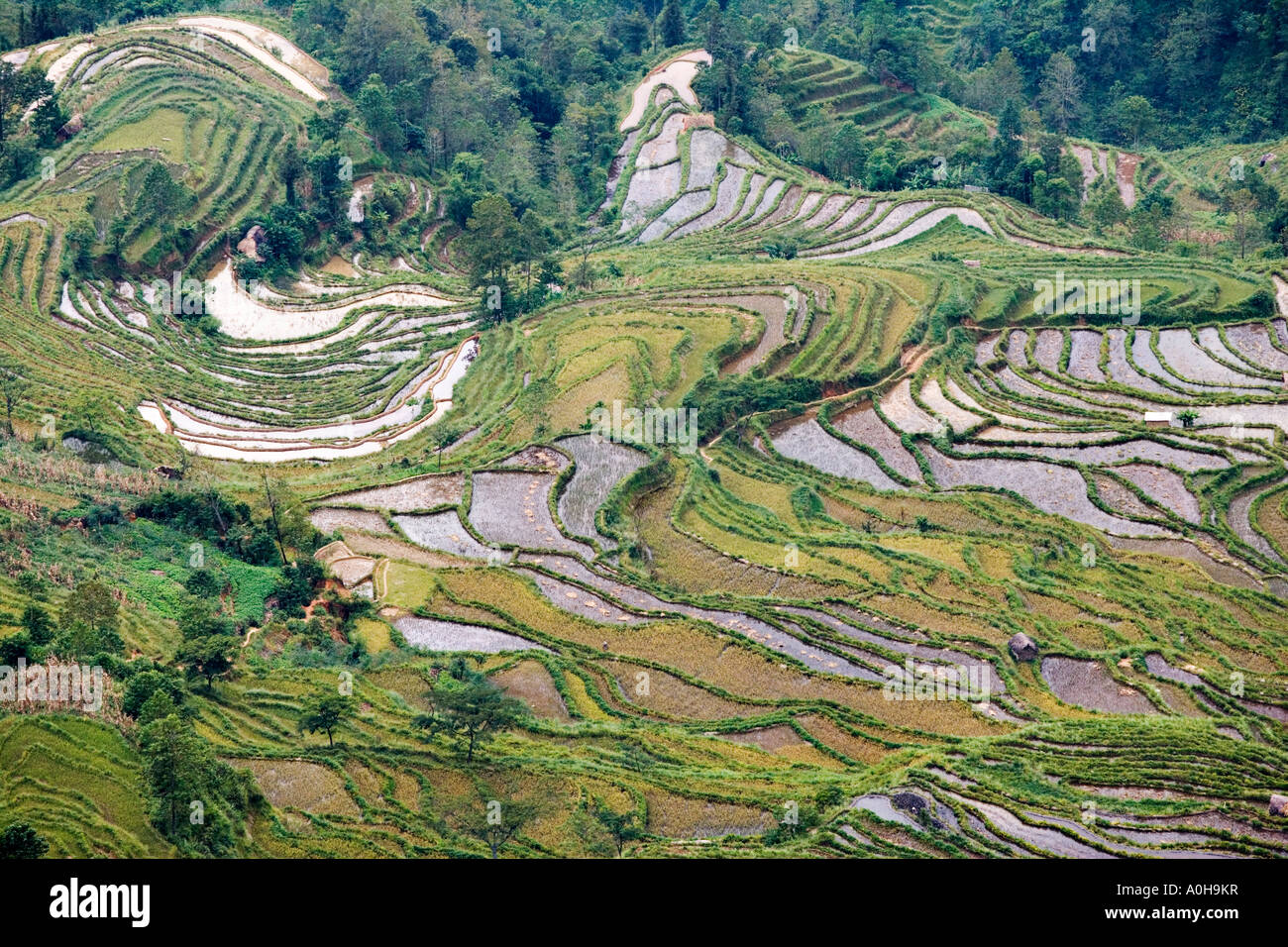 Farm houses and rice terraces, Meng Pin, Yuanyang, Yunnan, China ...
