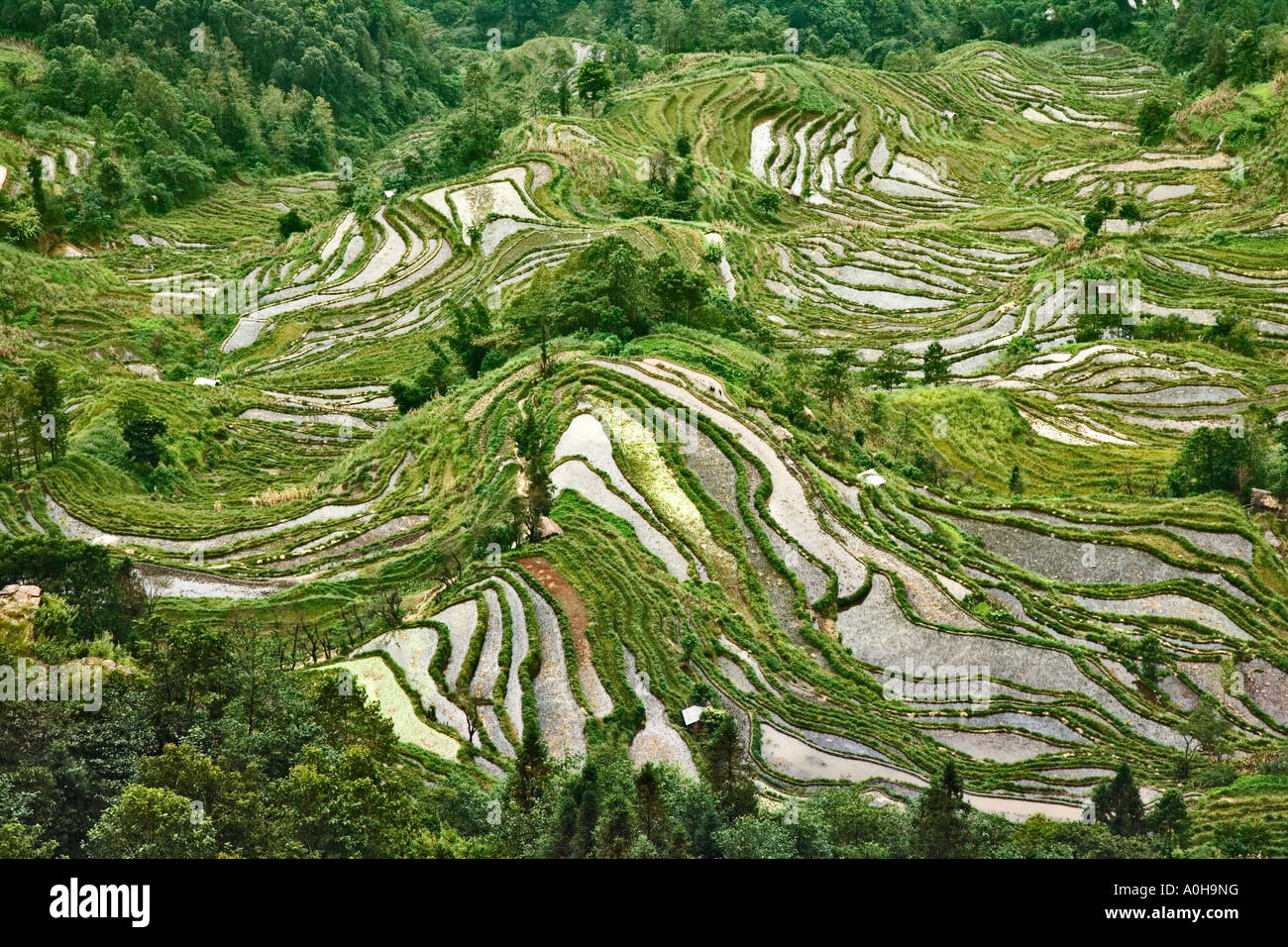 High view of rice terraces and paddies, Meng Pin, Yuanyang, Yunnan ...
