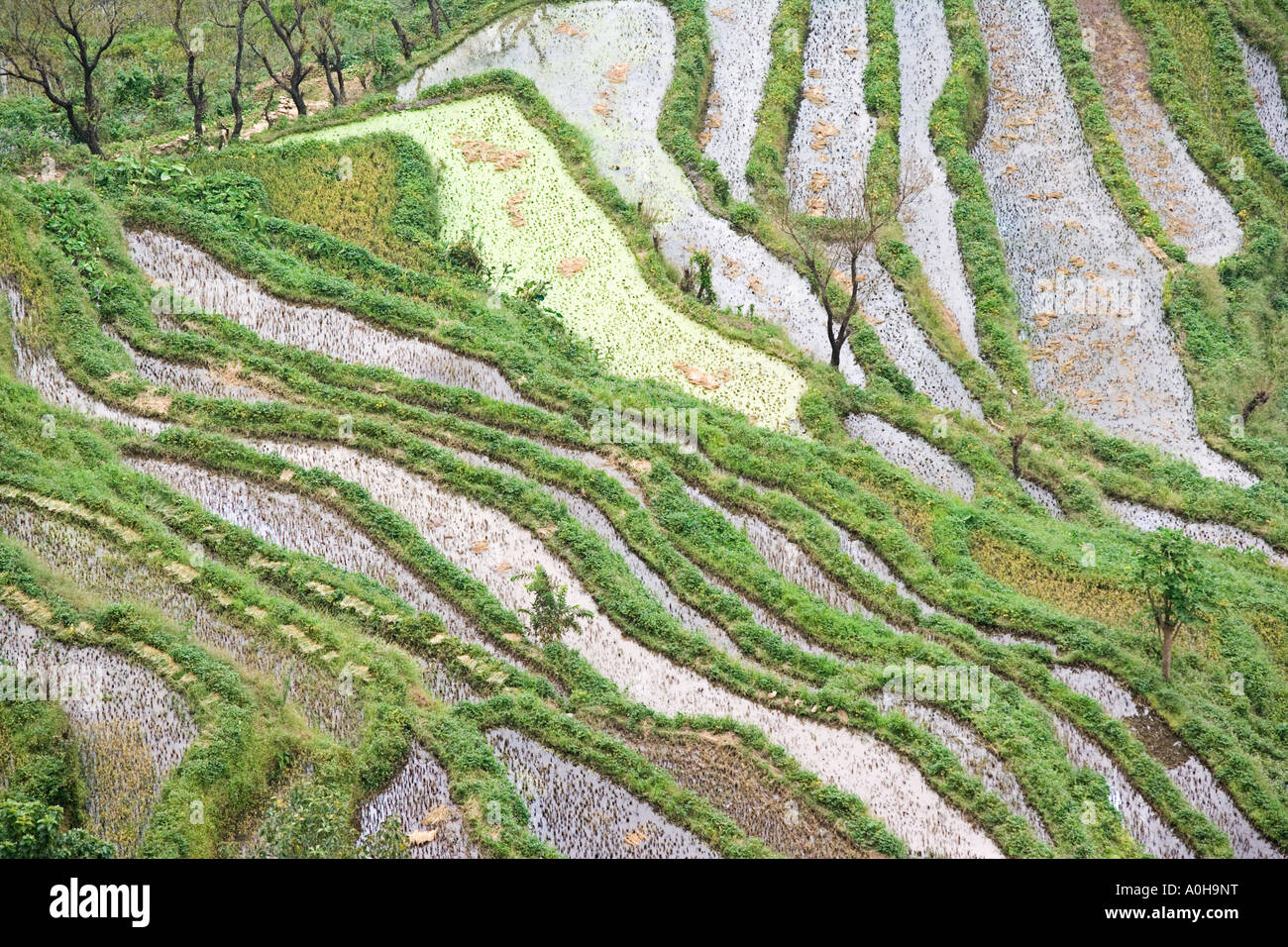 Rice paddies and tree skeletons, Meng Pin, Yuanyang, Yunnan, China ...
