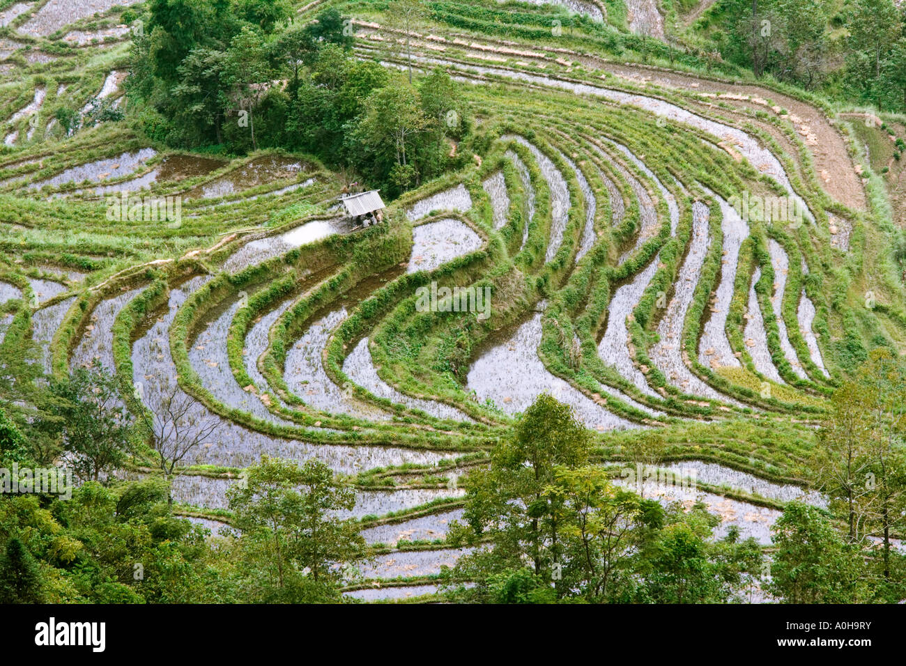 Farm workers under shelter amidst rice terraces, Meng Pin Yuanyang ...