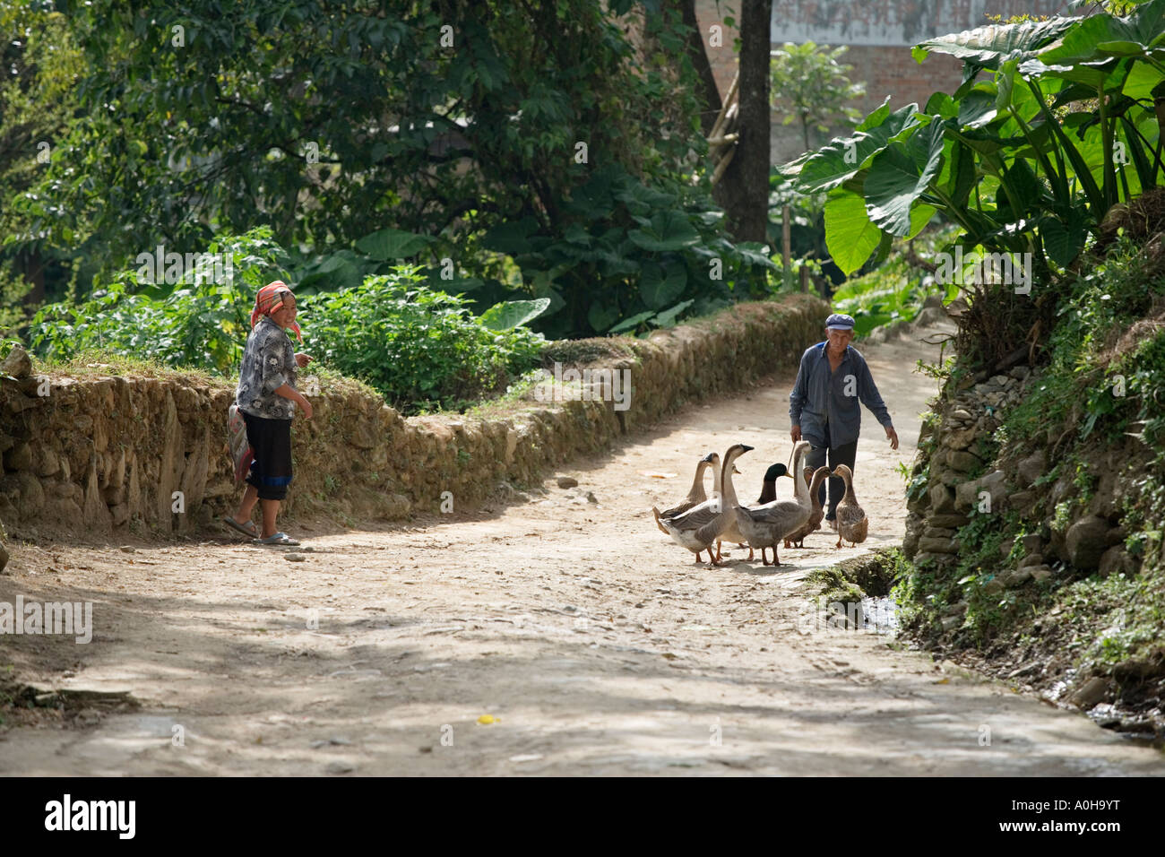 Herding geese hi-res stock photography and images - Alamy