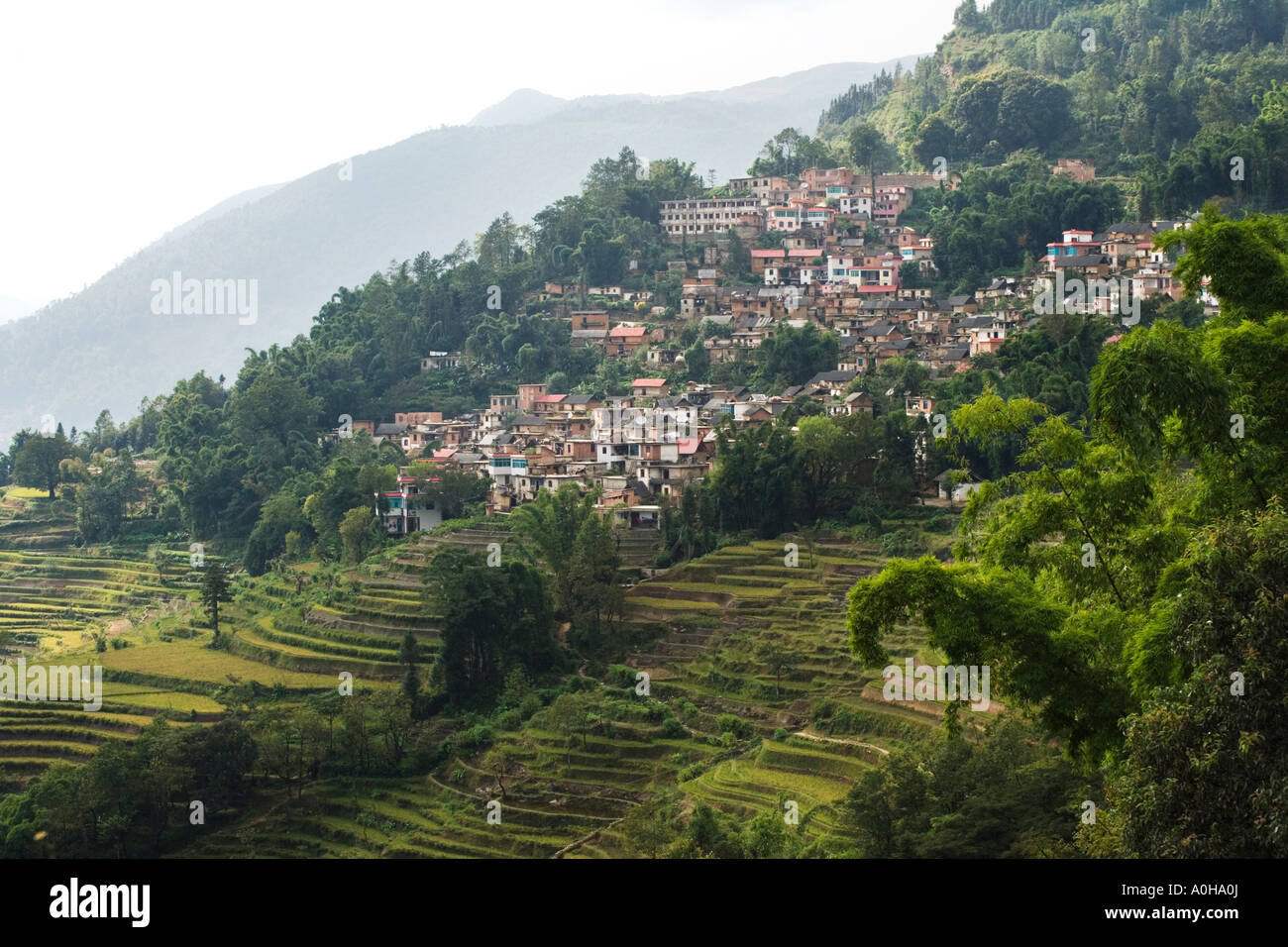 Rice and bamboo growing in the terraces by Meng Pin village, Yuanyang ...