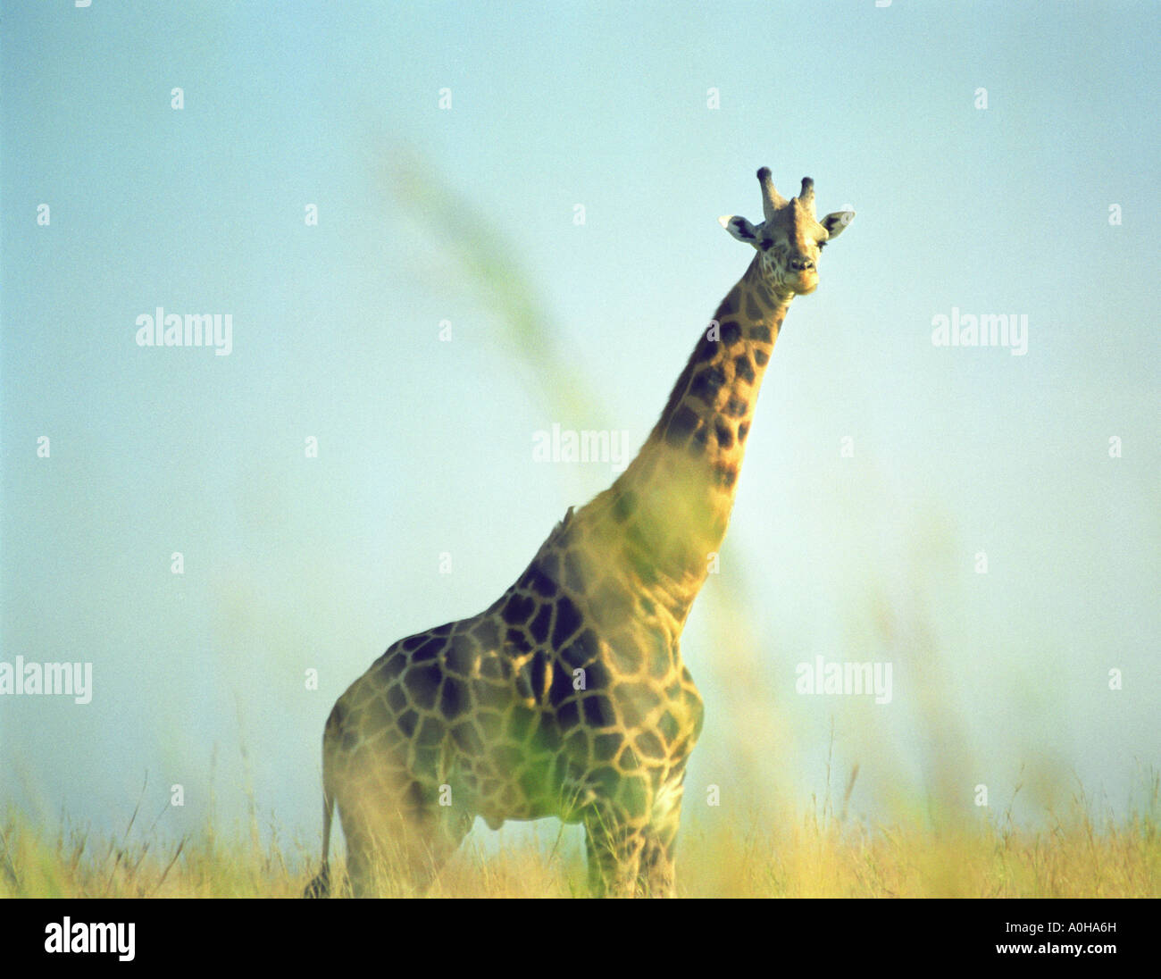 Giraffe stands hi-res stock photography and images - Alamy