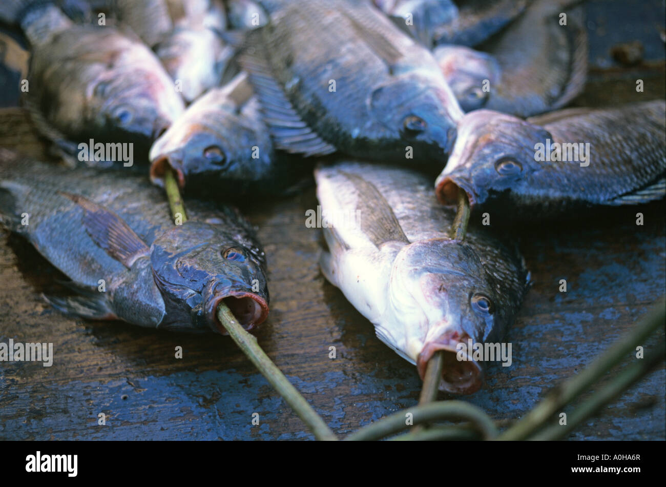 A fisherman's catch from Lake Victoria Kampala Uganda Stock Photo - Alamy