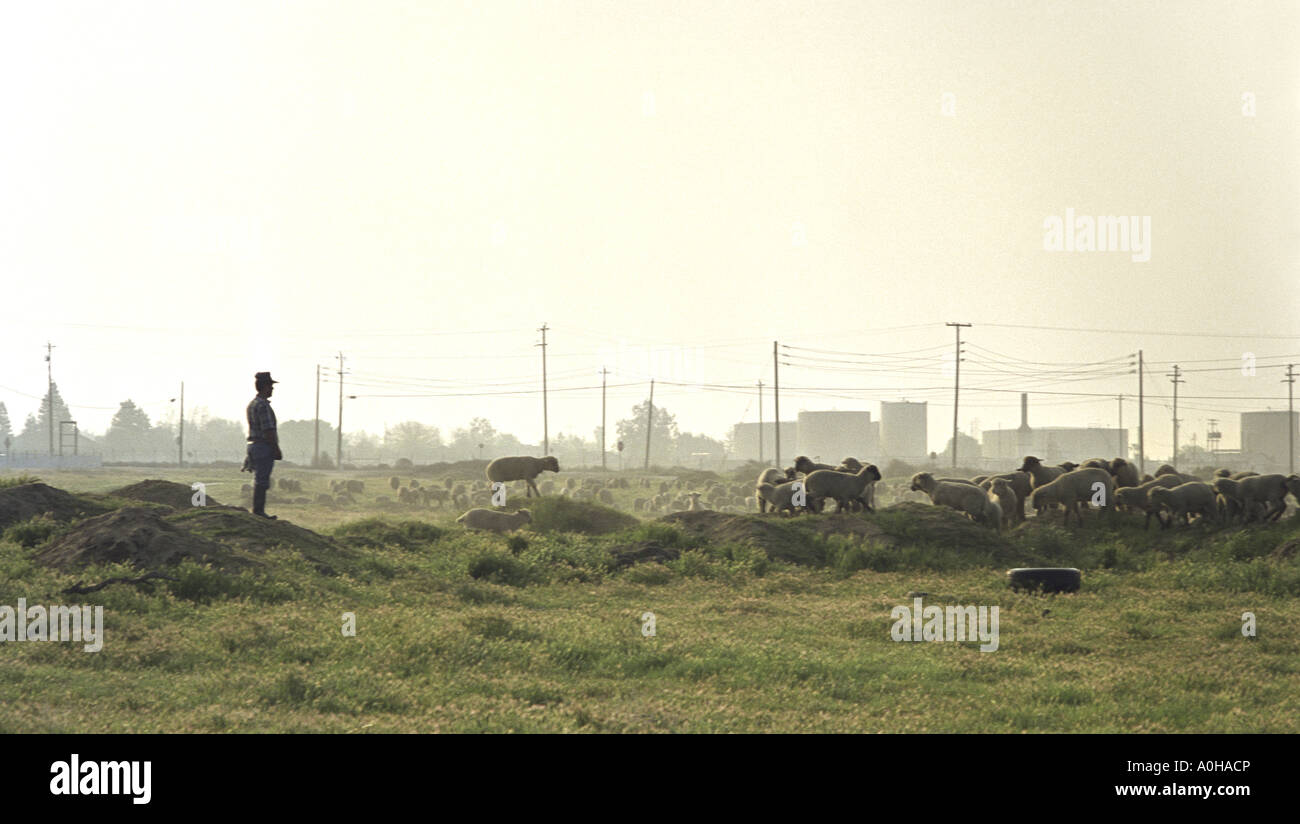 Watches sheep hi-res stock photography and images - Alamy