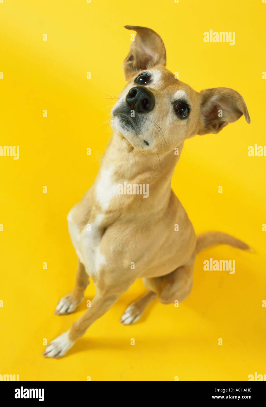 Dog sitting up and begging hi-res stock photography and images - Alamy
