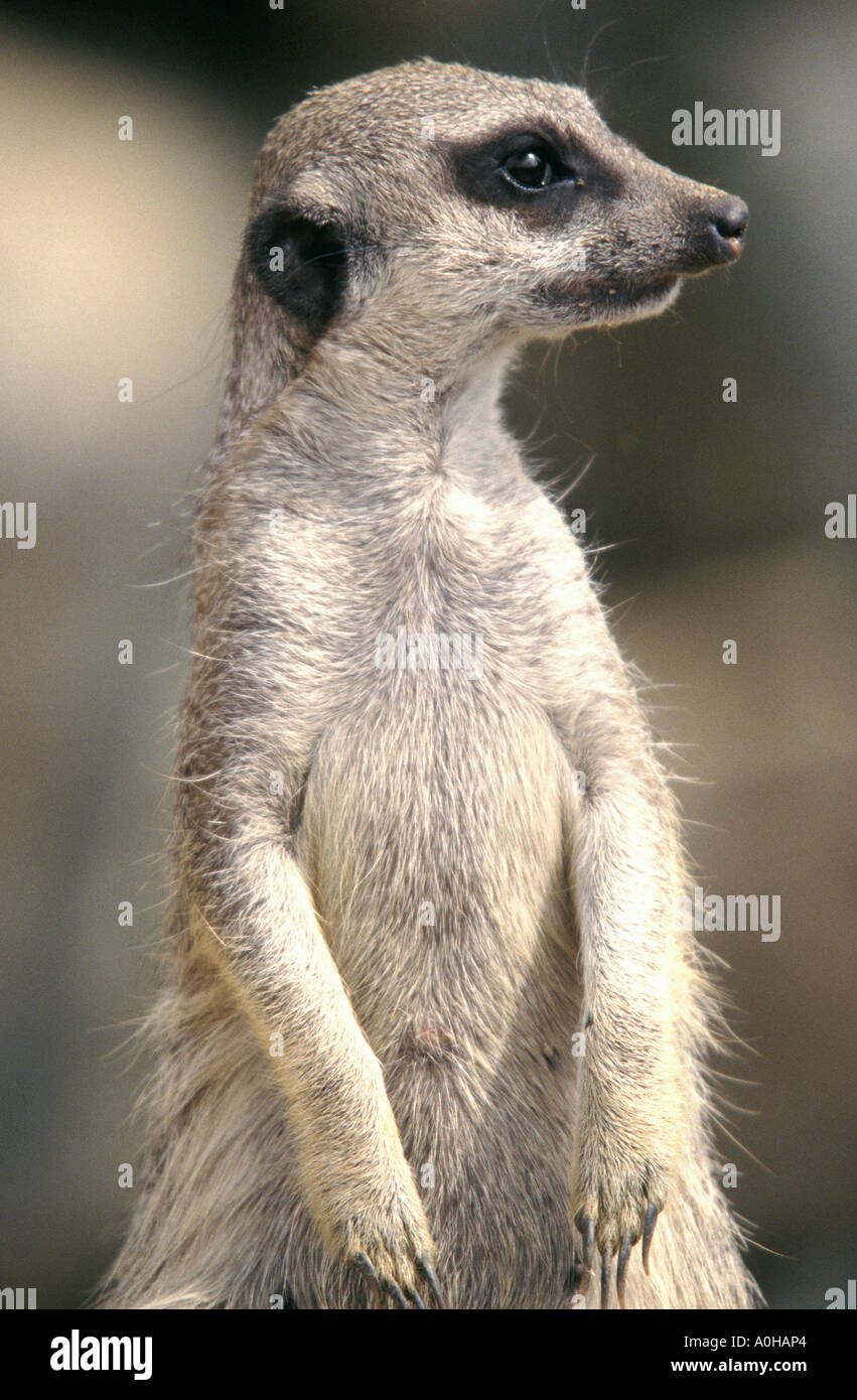 Meerkat looking sideways hi-res stock photography and images - Alamy