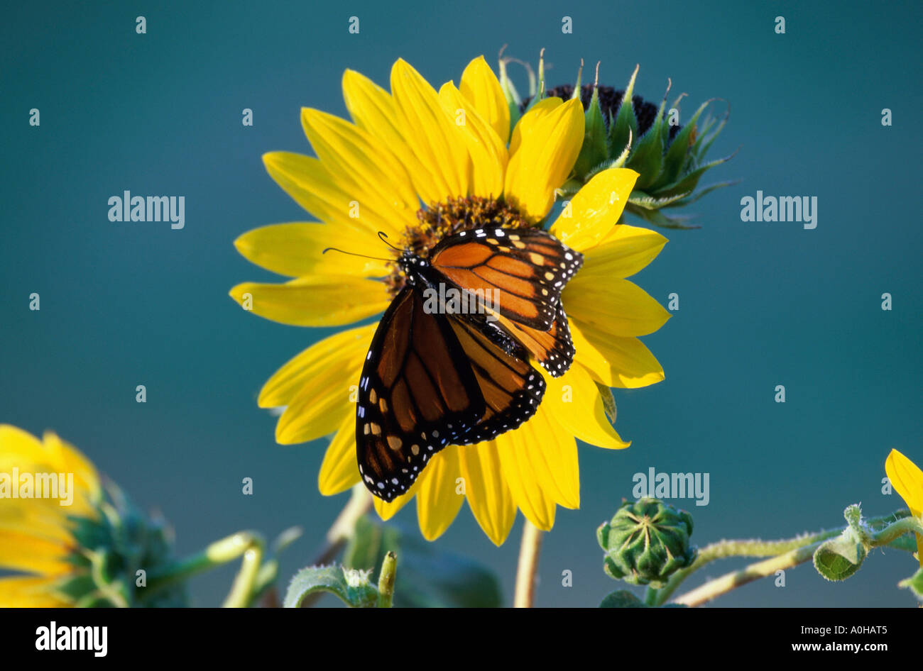 Invertebrate butterfly monarch adult hi-res stock photography and ...