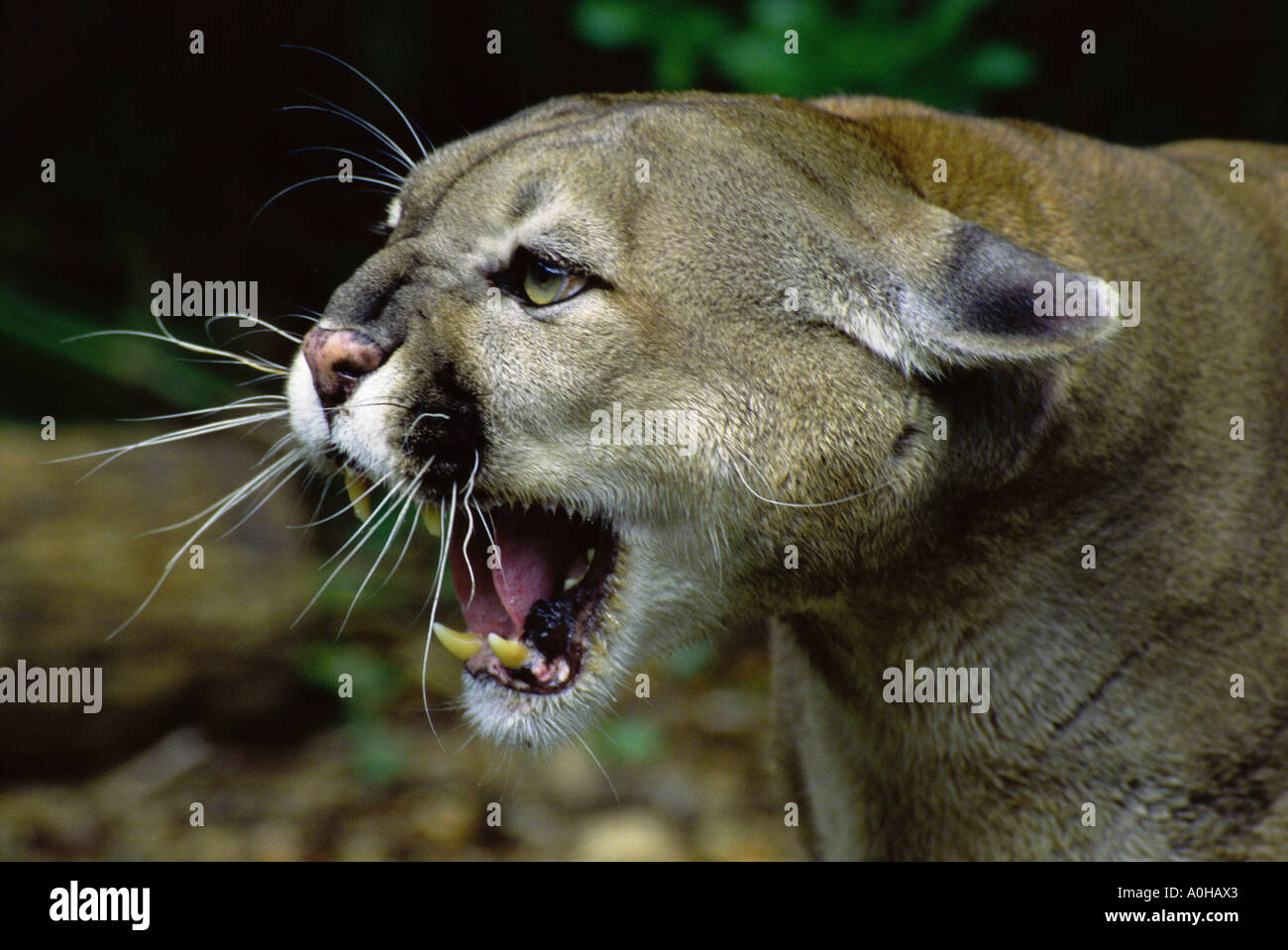 Florida Panther Animals High Resolution Stock Photography and Images ...