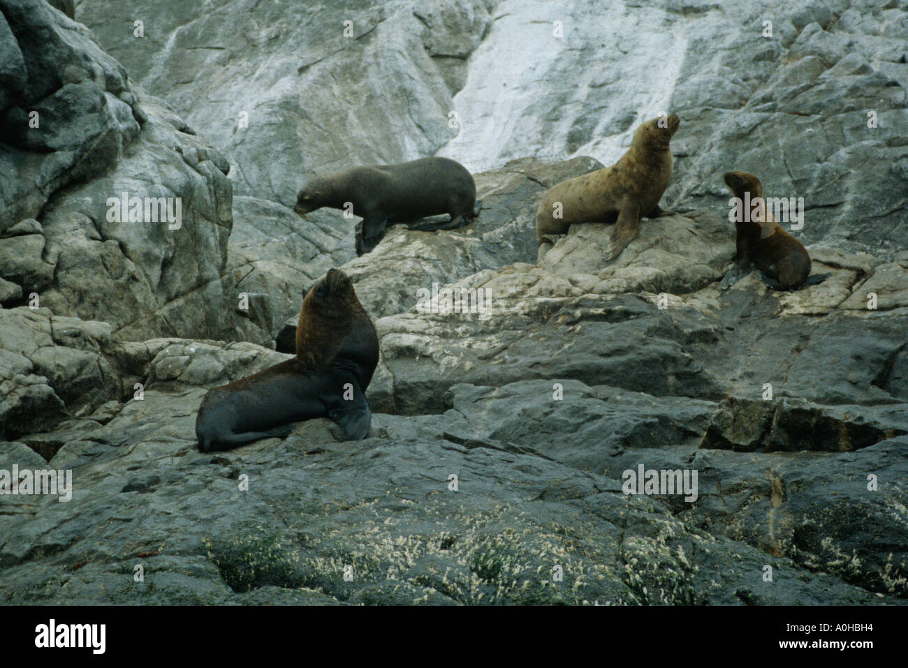 Peruvian seal hi-res stock photography and images - Alamy