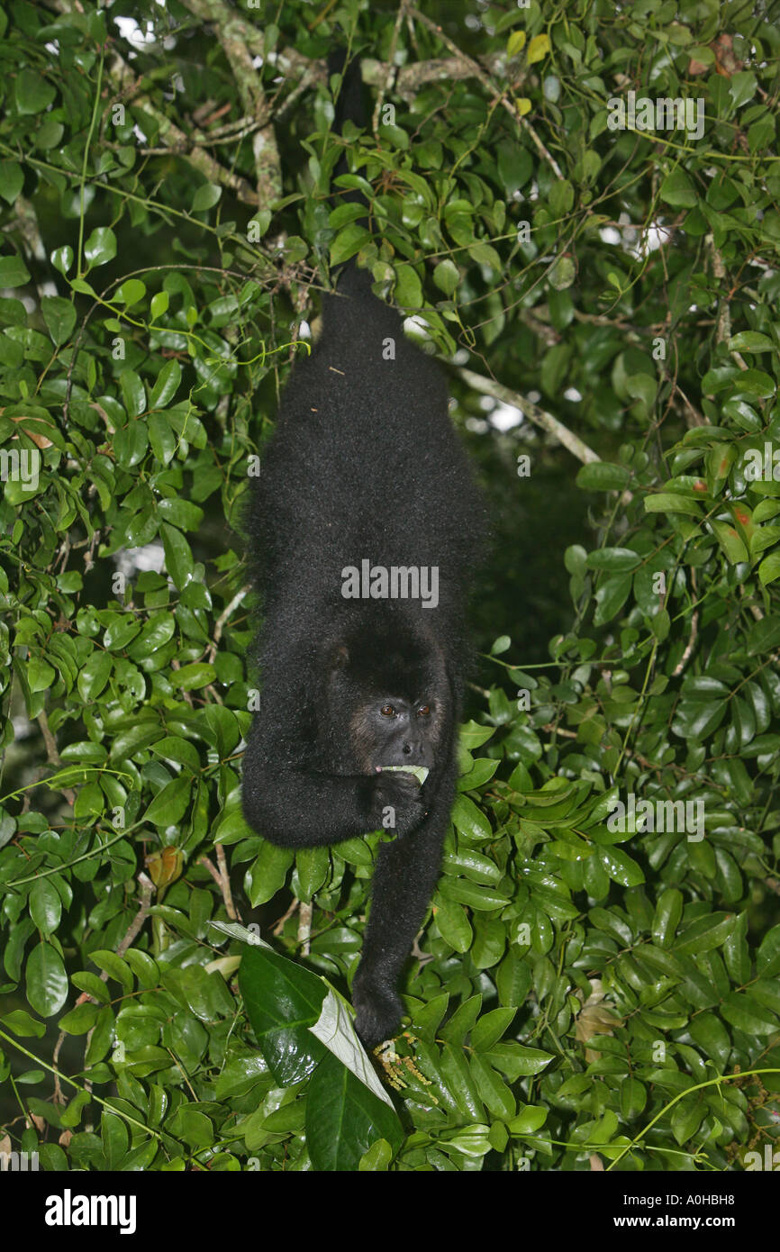 BLACK HOWLER MONKEY Alouatta pigra Belize Stock Photo - Alamy