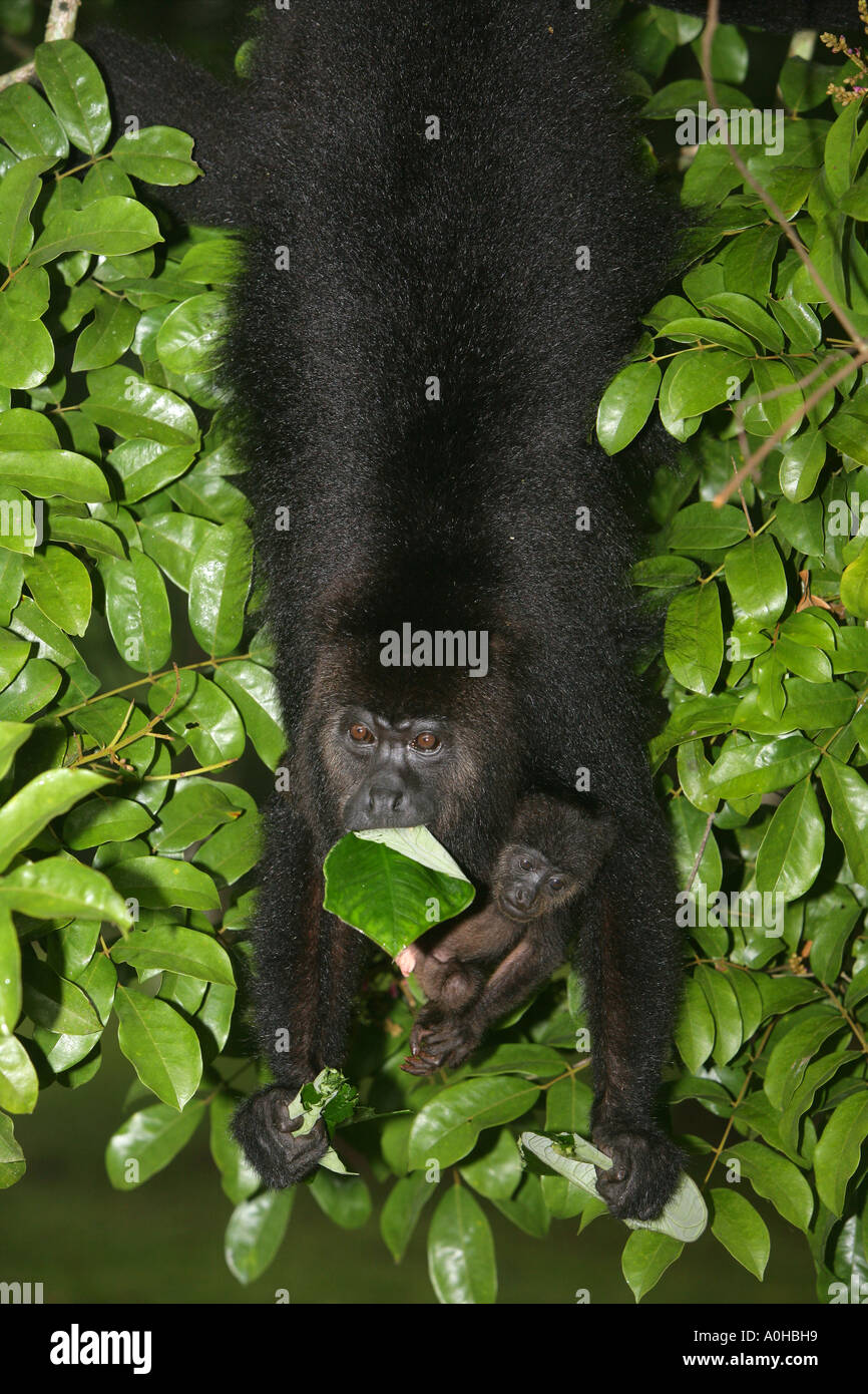 Howler monkey belize hi-res stock photography and images - Alamy