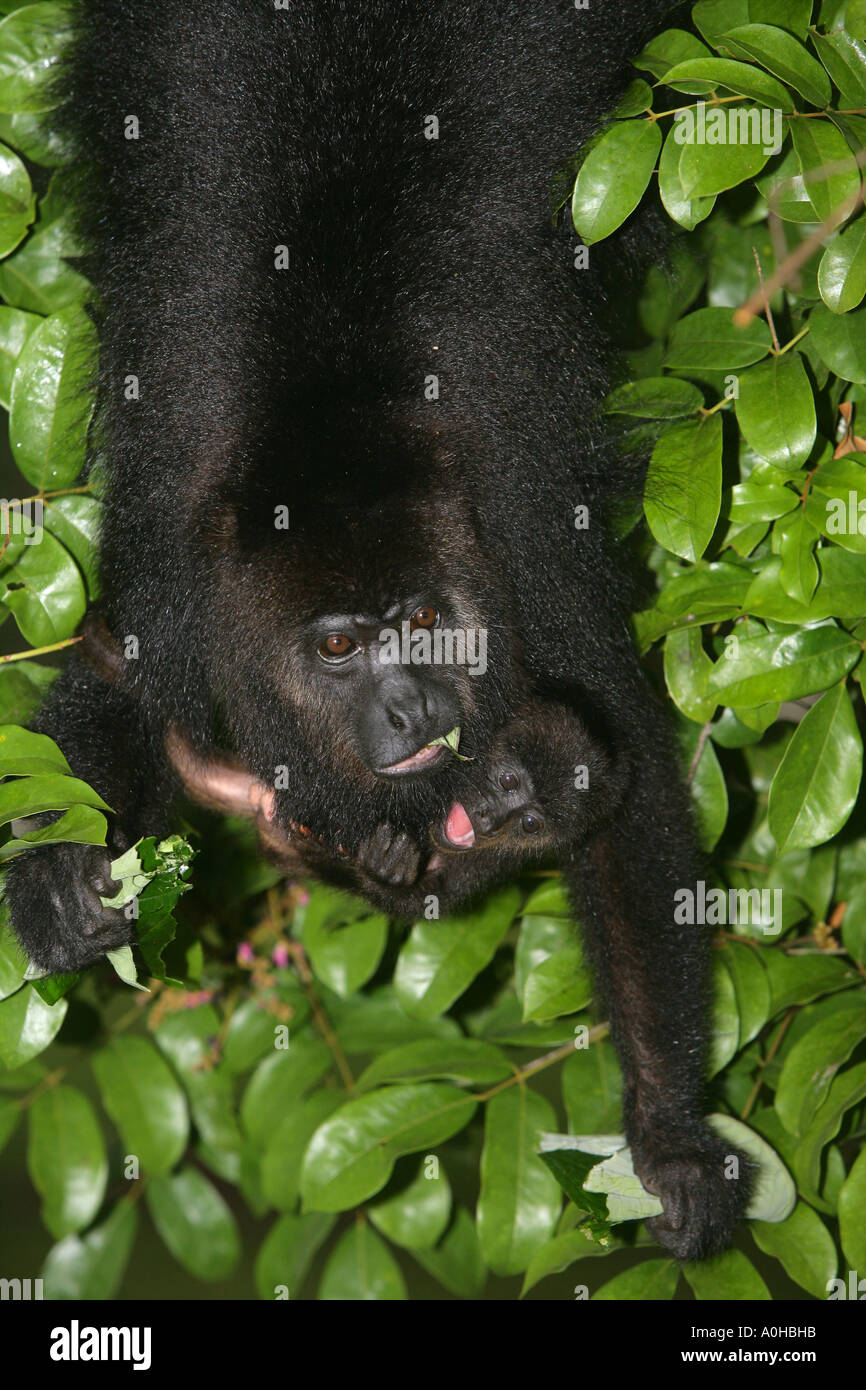 Howler monkey belize hi-res stock photography and images - Alamy