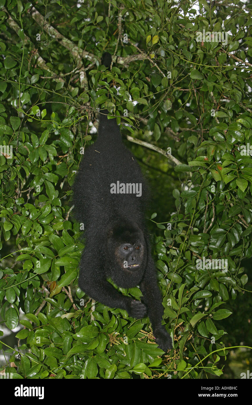 BLACK HOWLER MONKEY Alouatta pigra Belize Stock Photo - Alamy