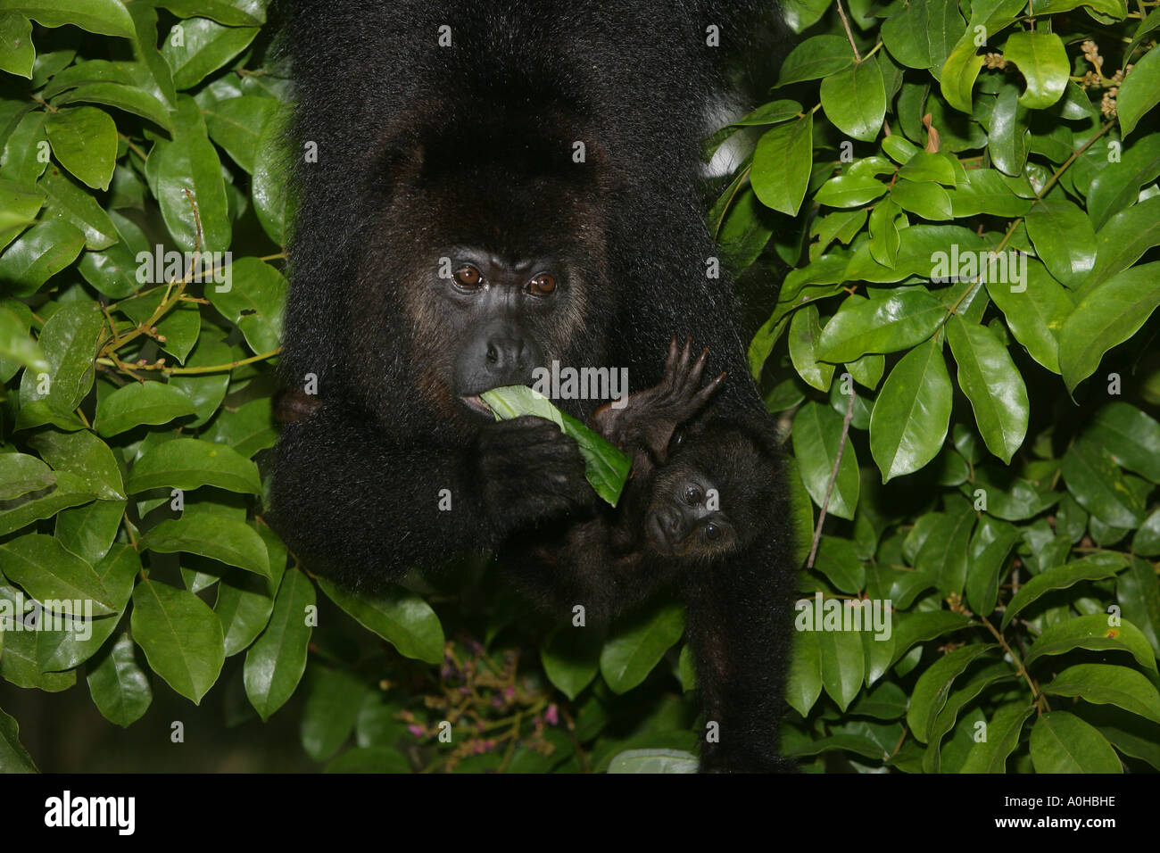 BLACK HOWLER MONKEY Alouatta pigra Belize Stock Photo - Alamy