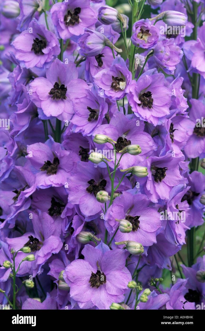 Delphinium conspicuous hi-res stock photography and images - Alamy