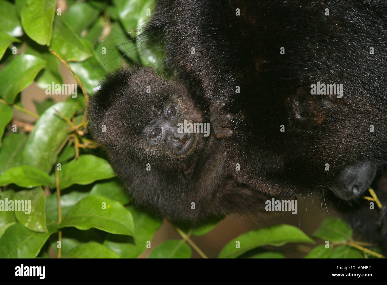 BLACK HOWLER MONKEY Alouatta pigra Belize Stock Photo - Alamy