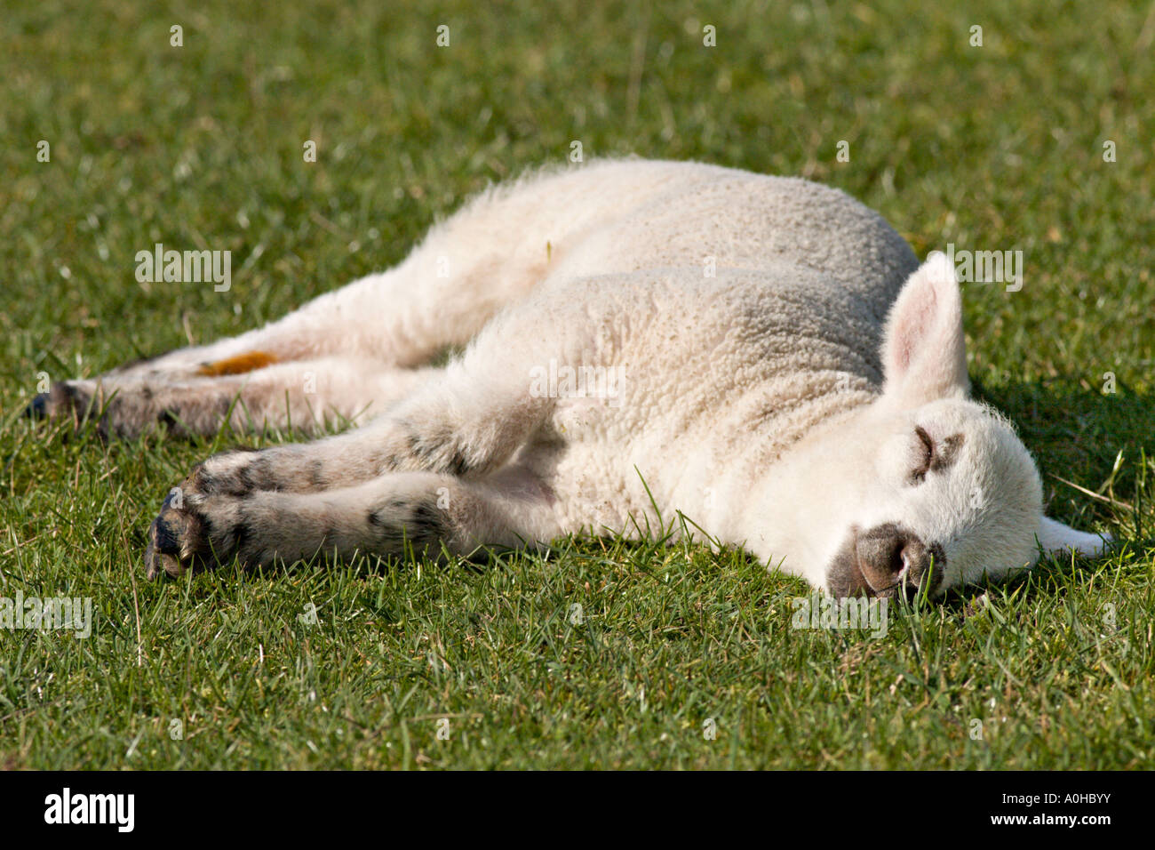 Springtime asleep easter hi-res stock photography and images - Alamy