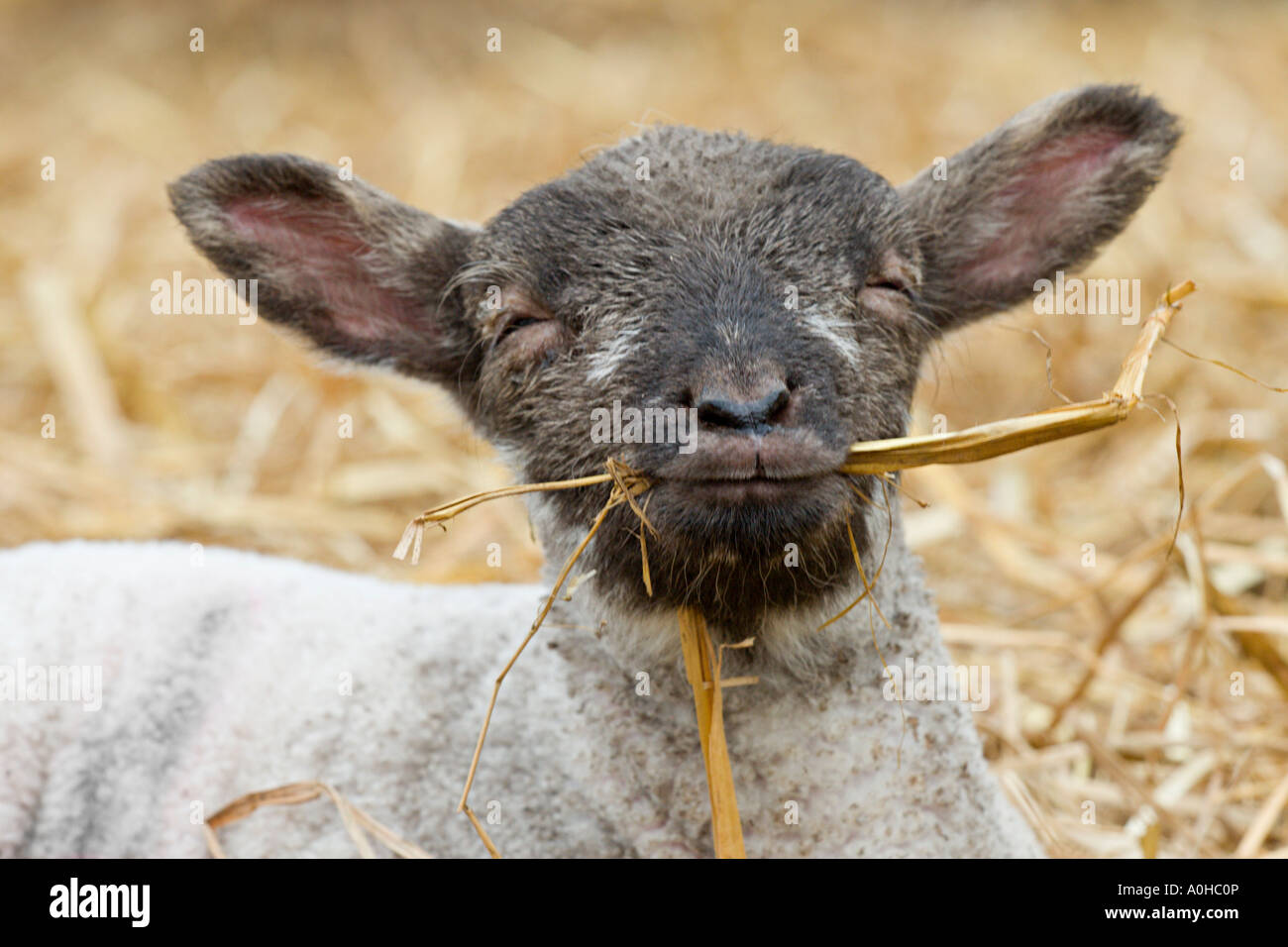 Sheep chews hi-res stock photography and images - Alamy