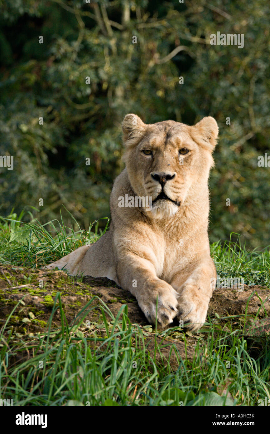 Lioness looking straight hi-res stock photography and images - Alamy