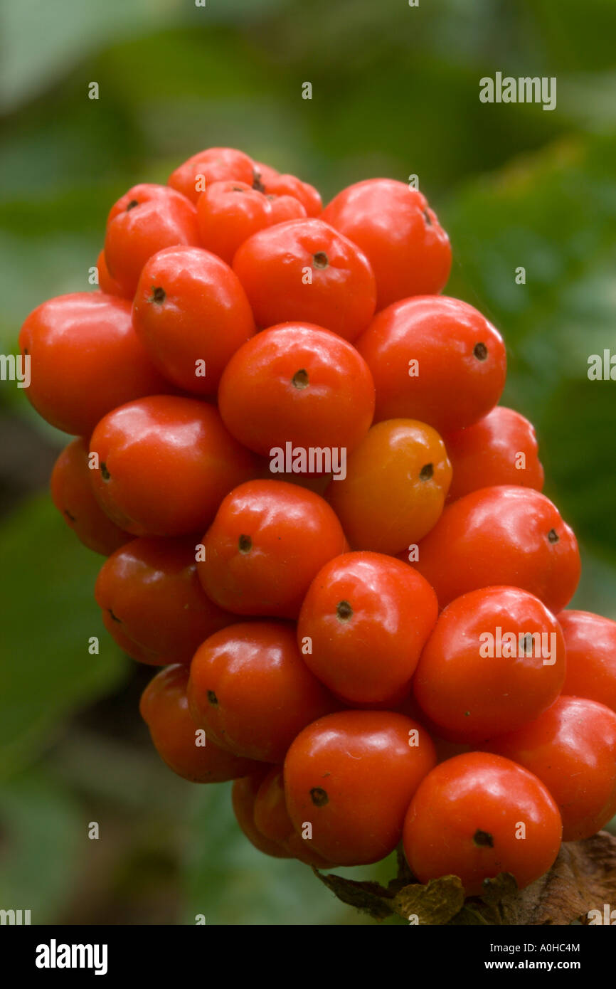 Lords and Ladies Stock Photo - Alamy