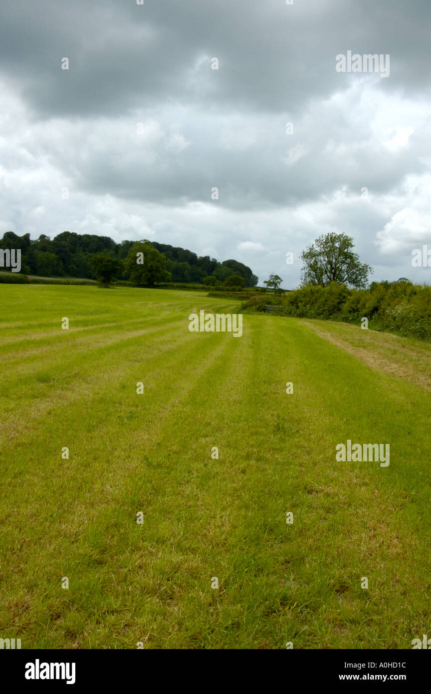 field in Wiltshire England UK Stock Photo - Alamy