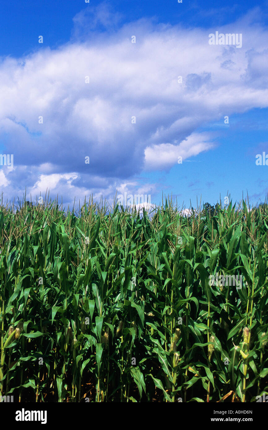 Connecticut green corn hi-res stock photography and images - Alamy