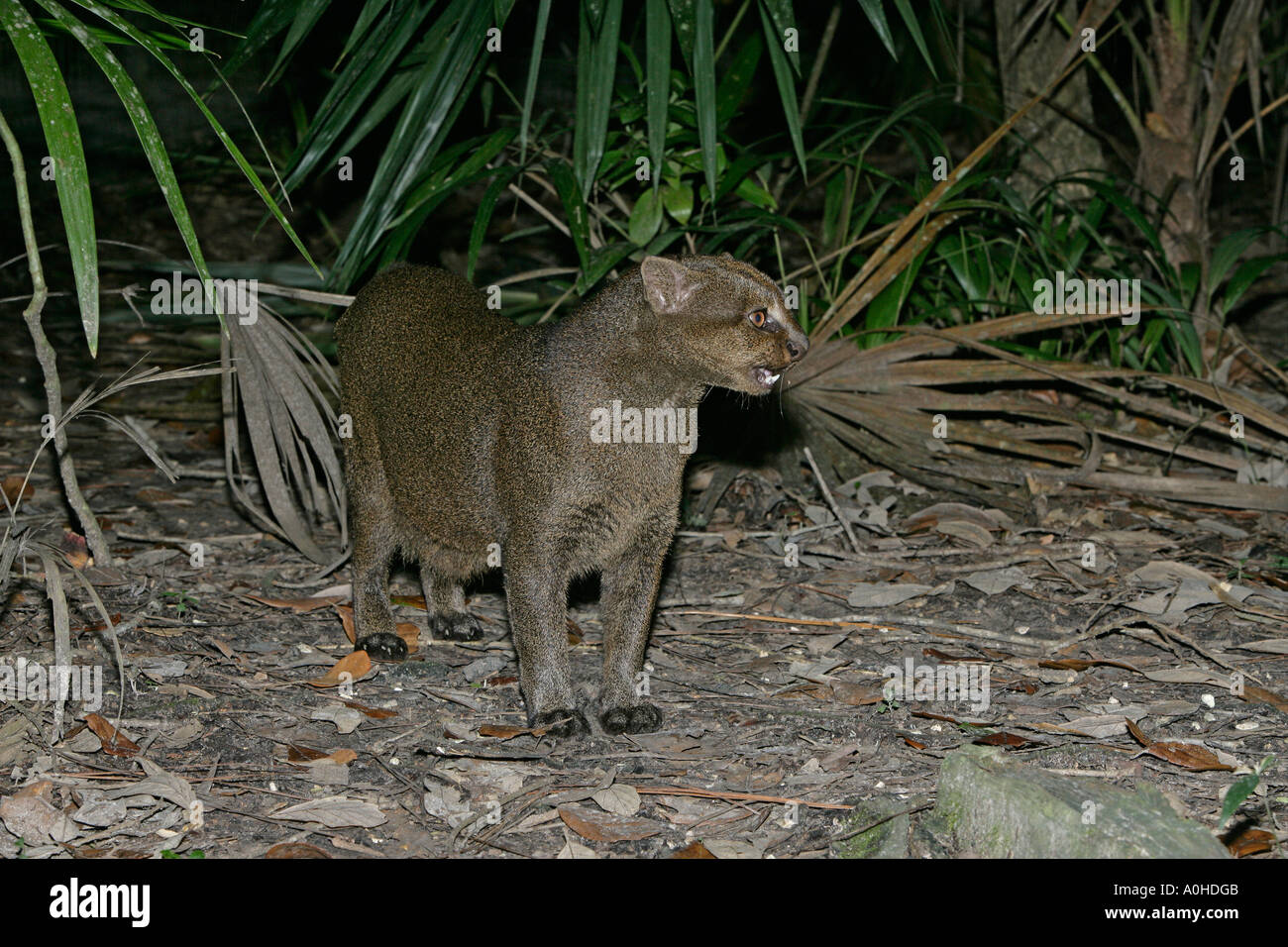 Jaguarundi hi-res stock photography and images - Alamy