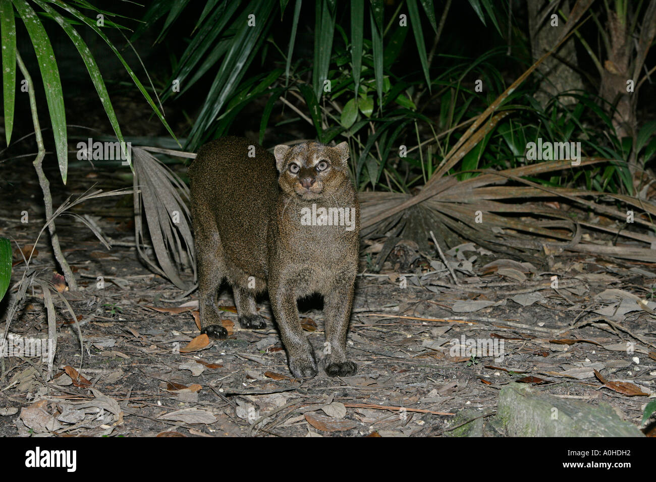 JAGUARUNDI Herpailurus yaguarondi In Belize Stock Photo - Alamy