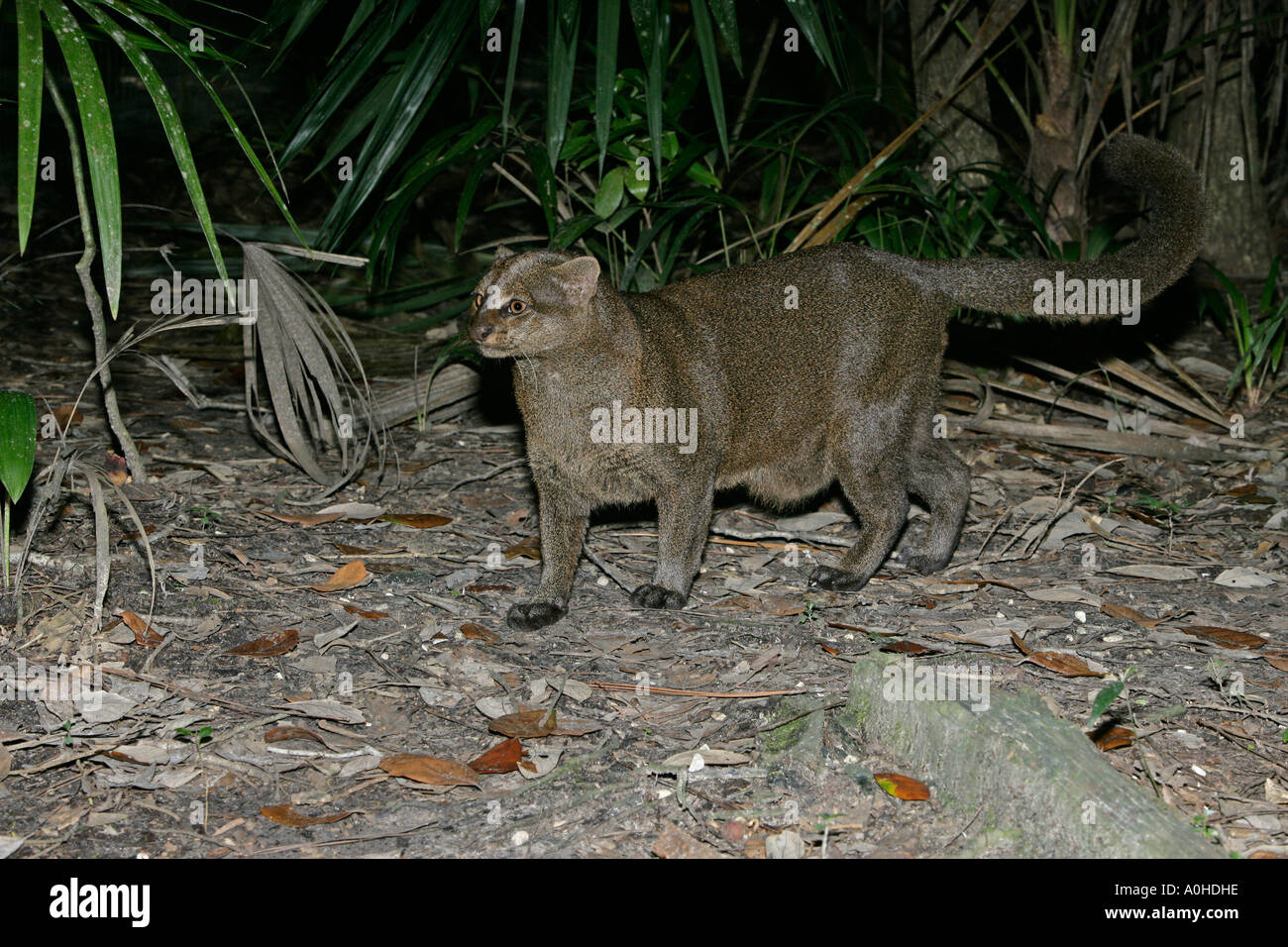 JAGUARUNDI Herpailurus yaguarondi In Belize Stock Photo - Alamy