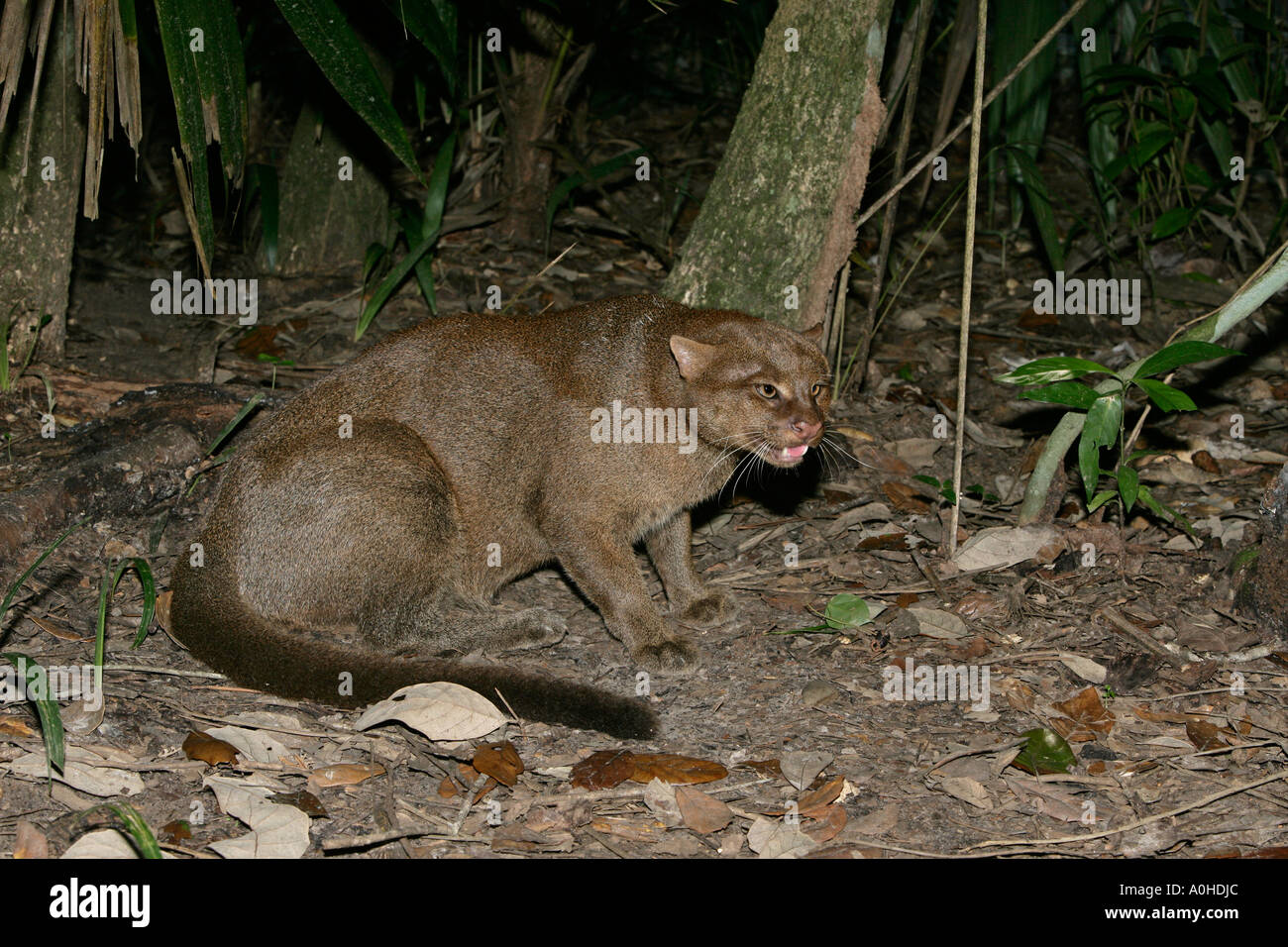 JAGUARUNDI Herpailurus yaguarondi In Belize Stock Photo - Alamy