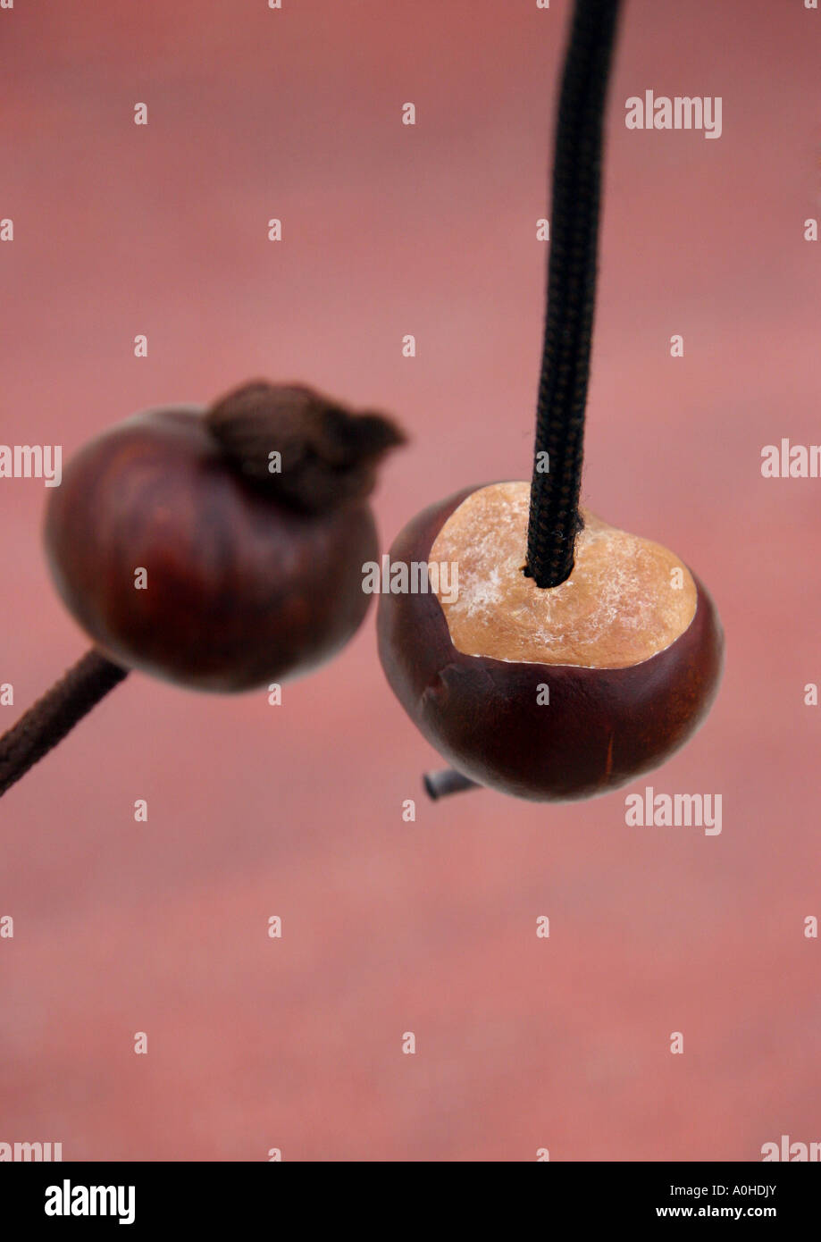 Two conkers on string hi-res stock photography and images - Alamy