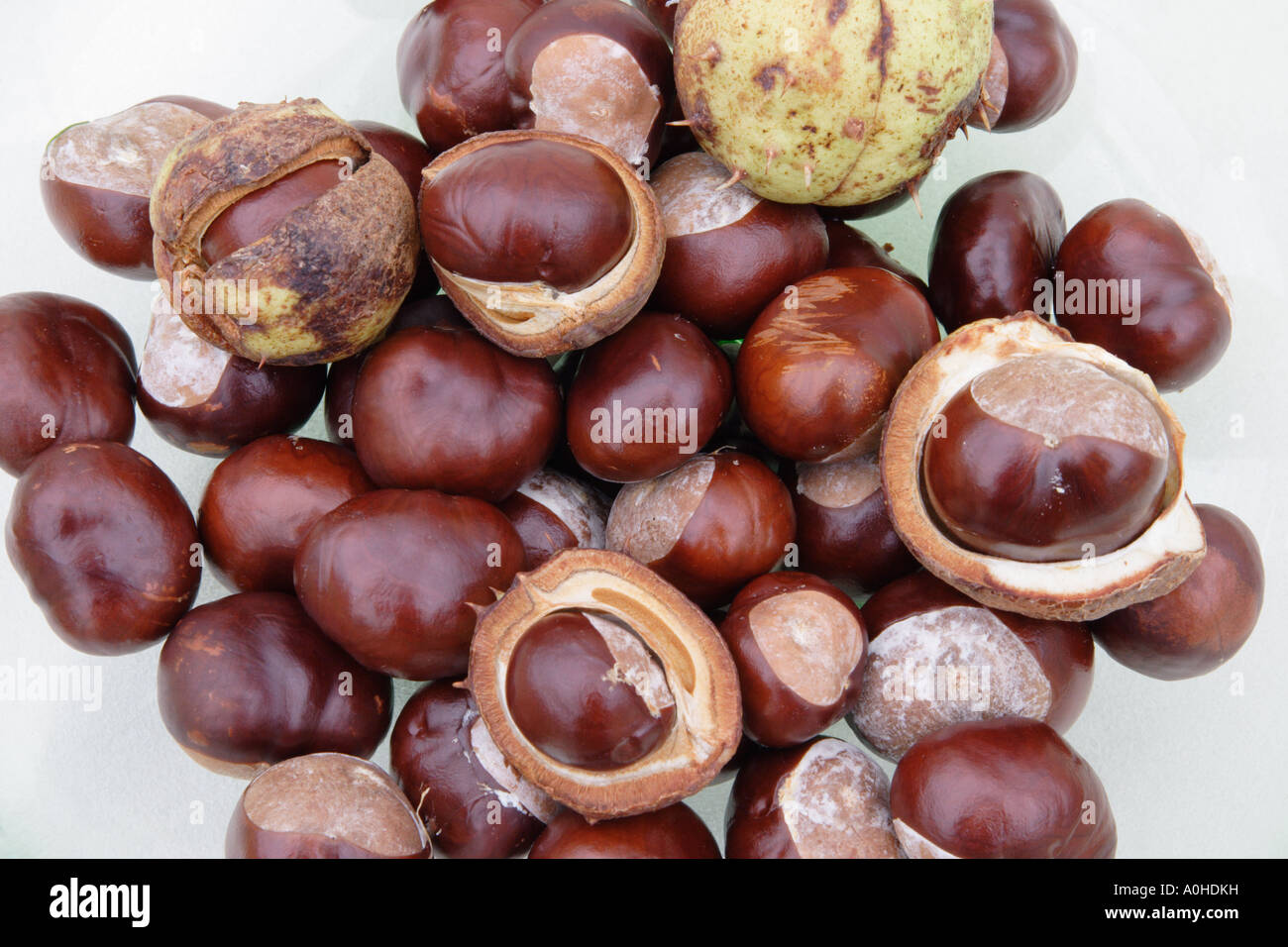Children play school conkers hi-res stock photography and images - Alamy