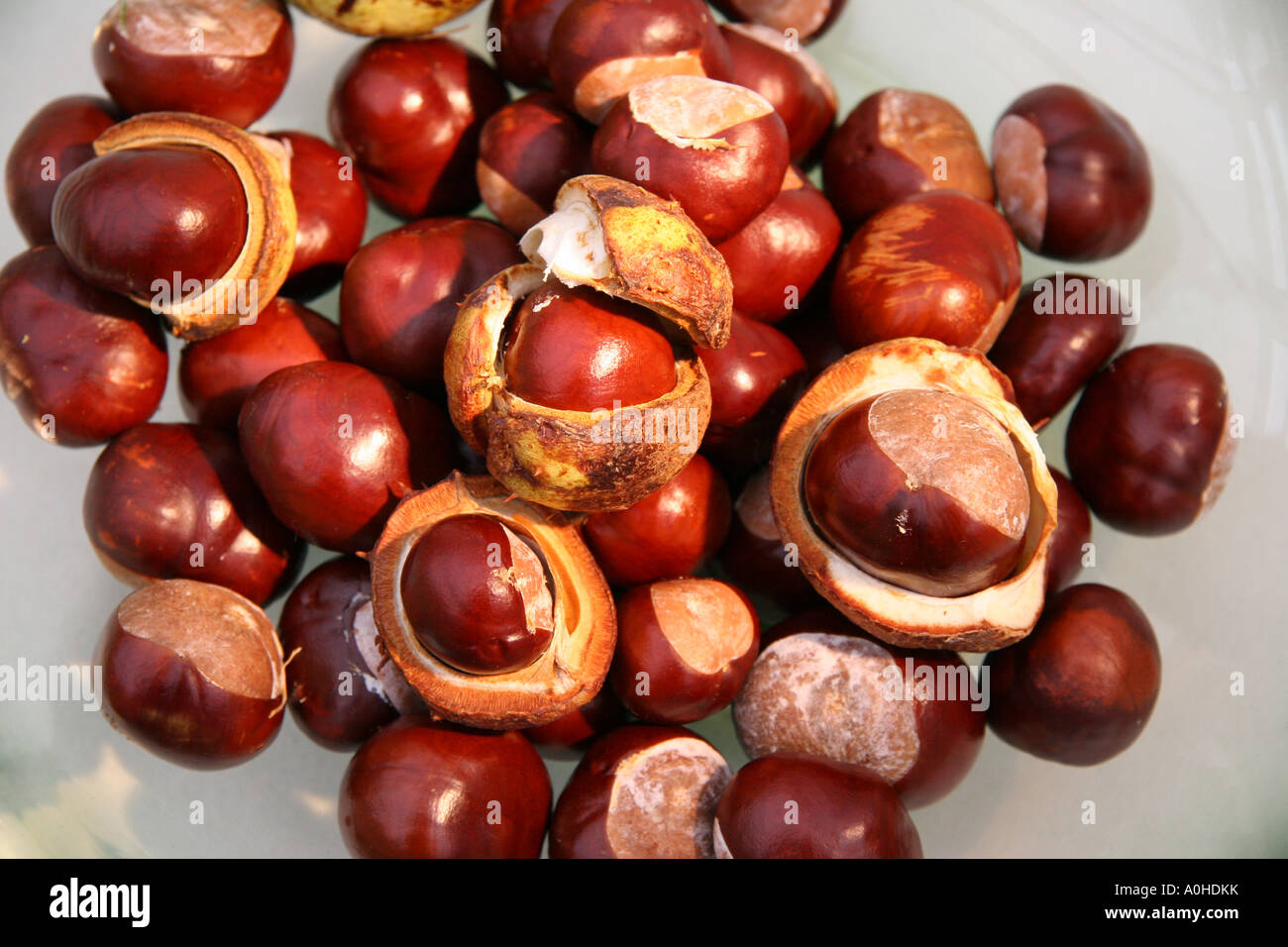 Conkers in shells hi-res stock photography and images - Alamy