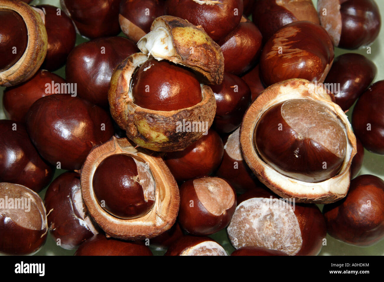 Conkers in shells hi-res stock photography and images - Alamy