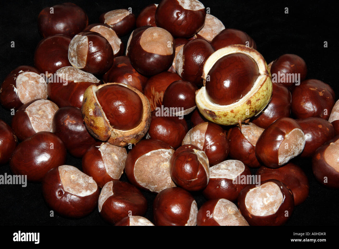 Children play school conkers hi-res stock photography and images - Alamy