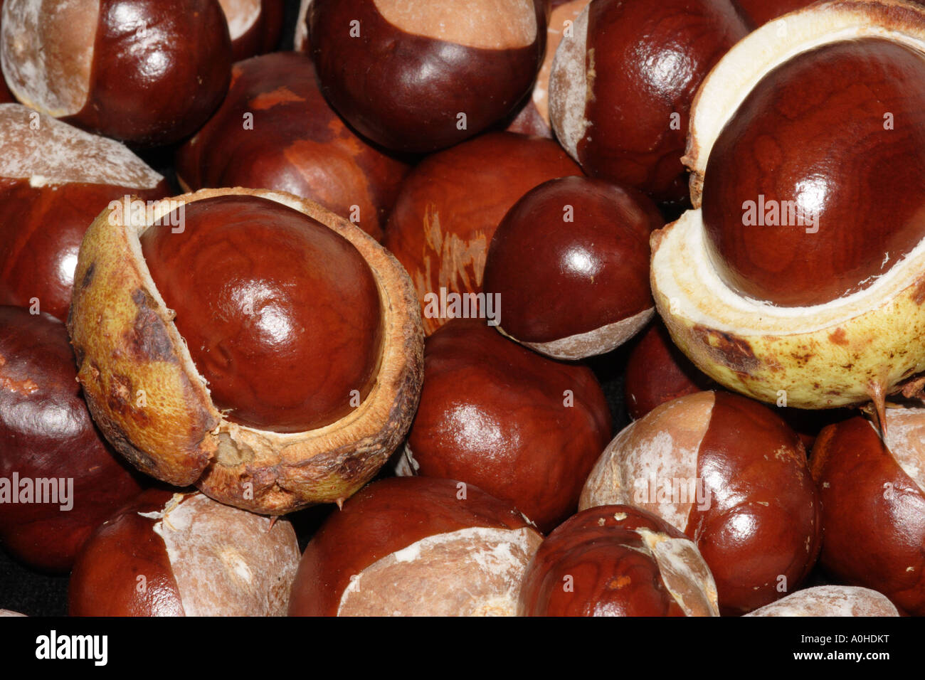 Conker on string hi-res stock photography and images - Alamy