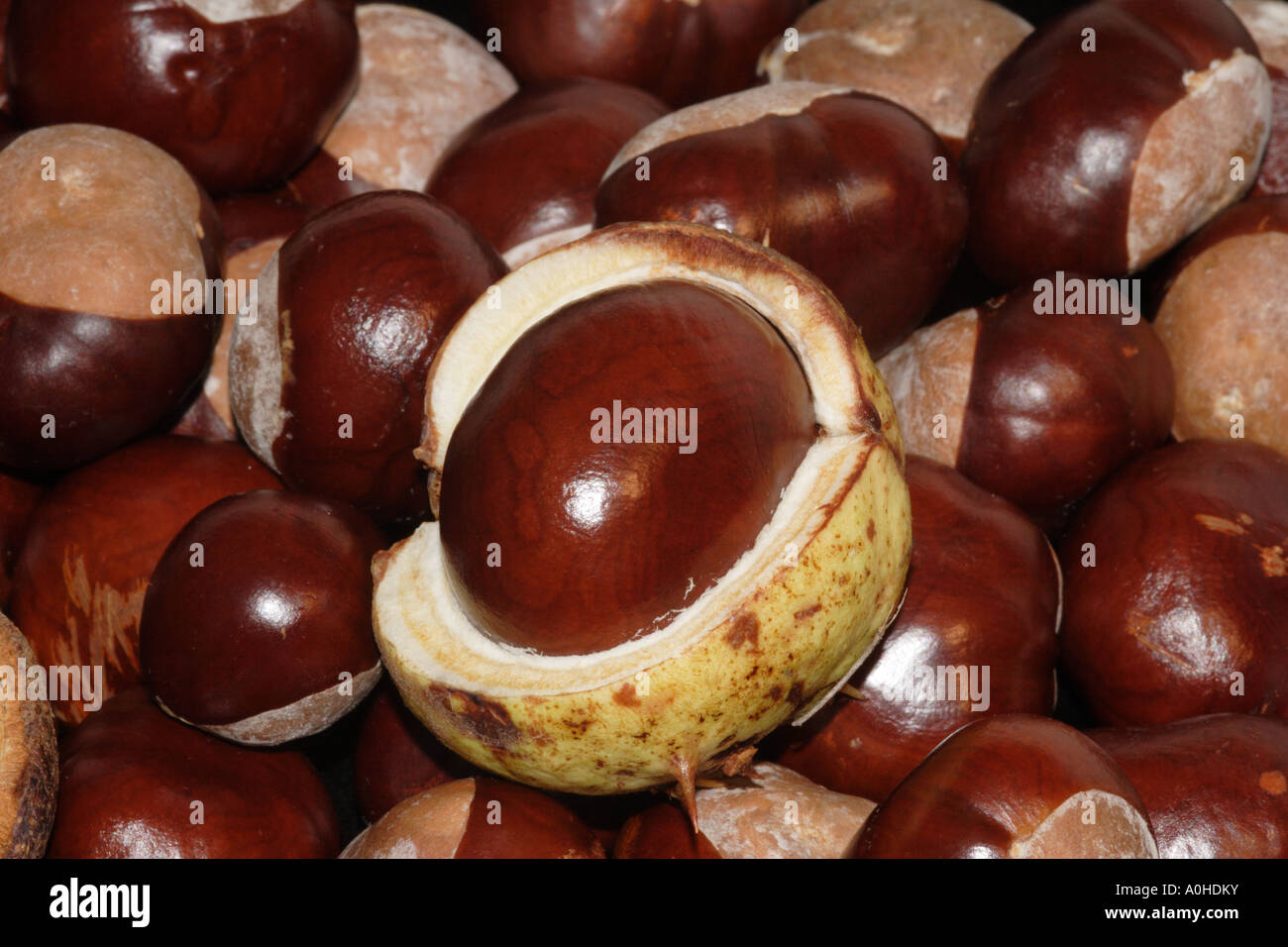 Smooth conker hi-res stock photography and images - Alamy