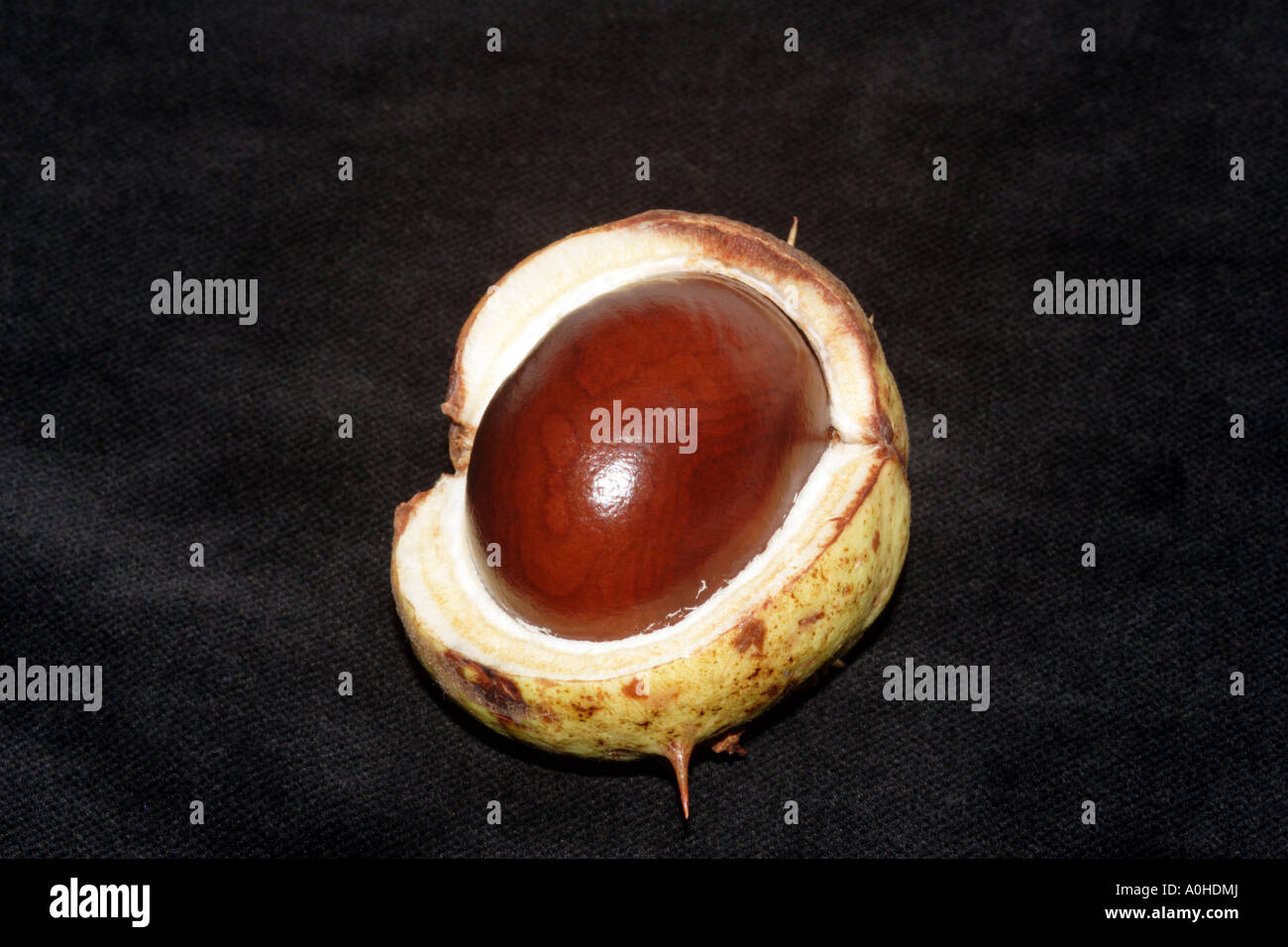 Conker in shell hi-res stock photography and images - Alamy
