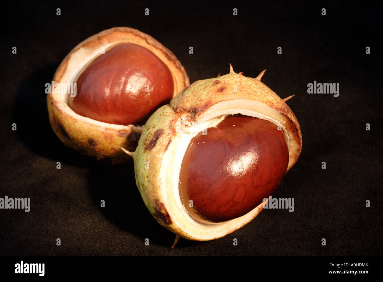 Conker on string hi-res stock photography and images - Alamy