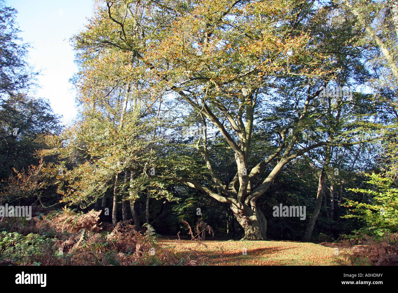 Clearing a path way hi-res stock photography and images - Alamy