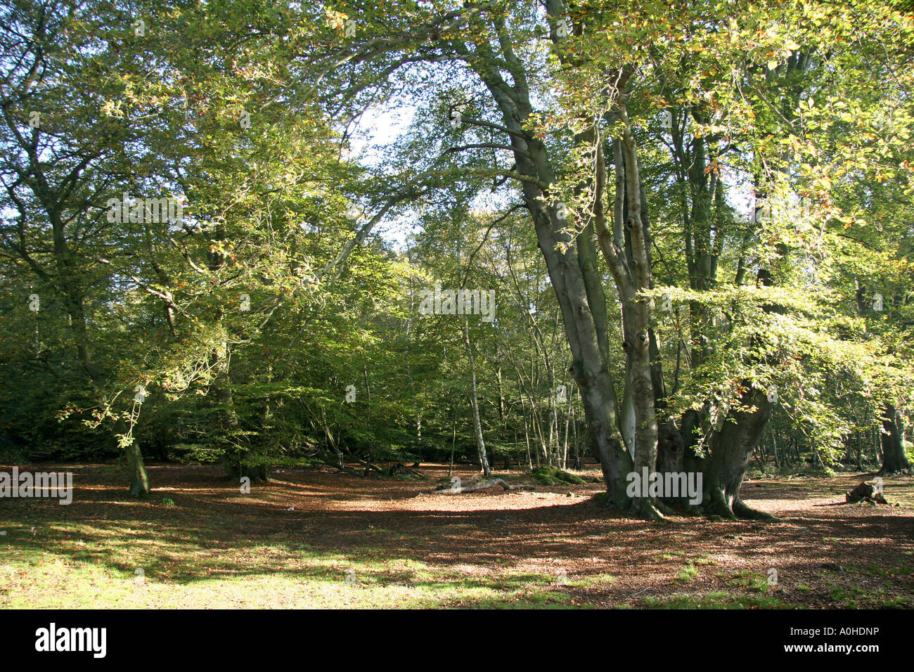 woodland walk on an Autumn morning Stock Photo - Alamy