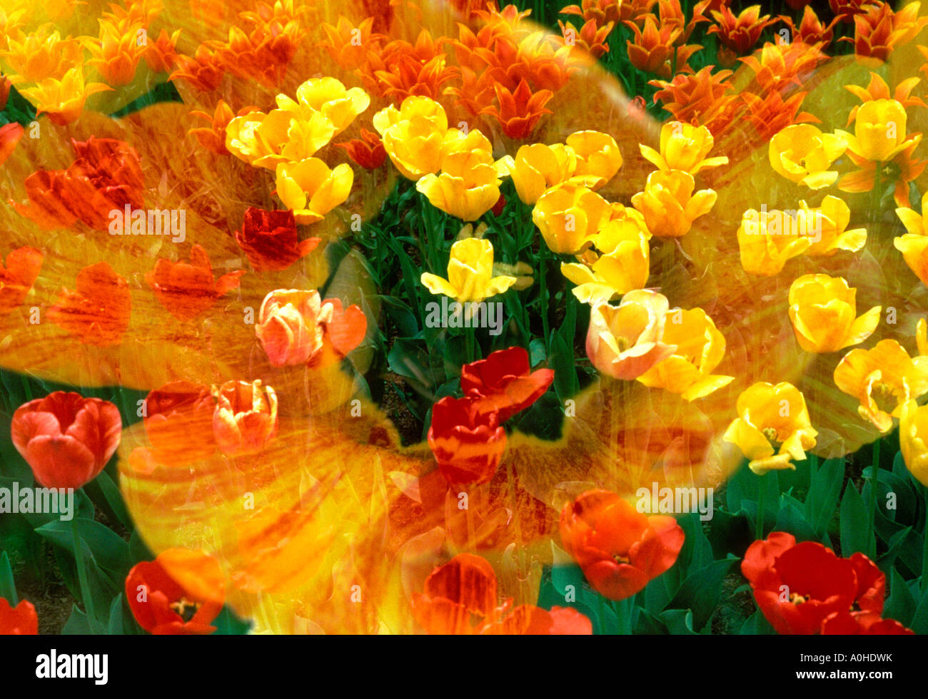 May tulips in botanical gardens hi-res stock photography and images - Alamy