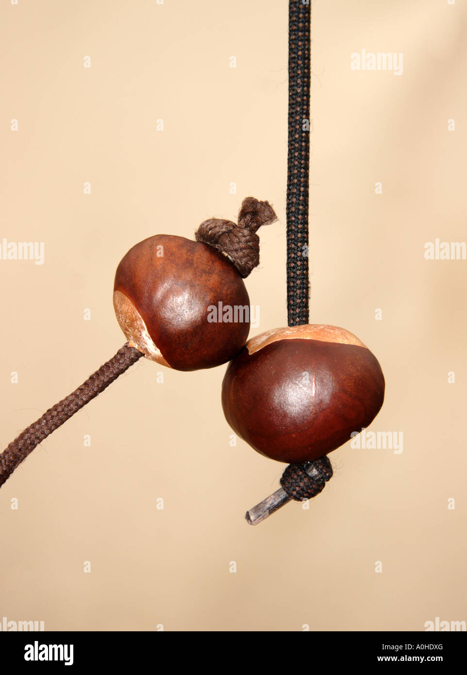 Conkers game hi-res stock photography and images - Alamy