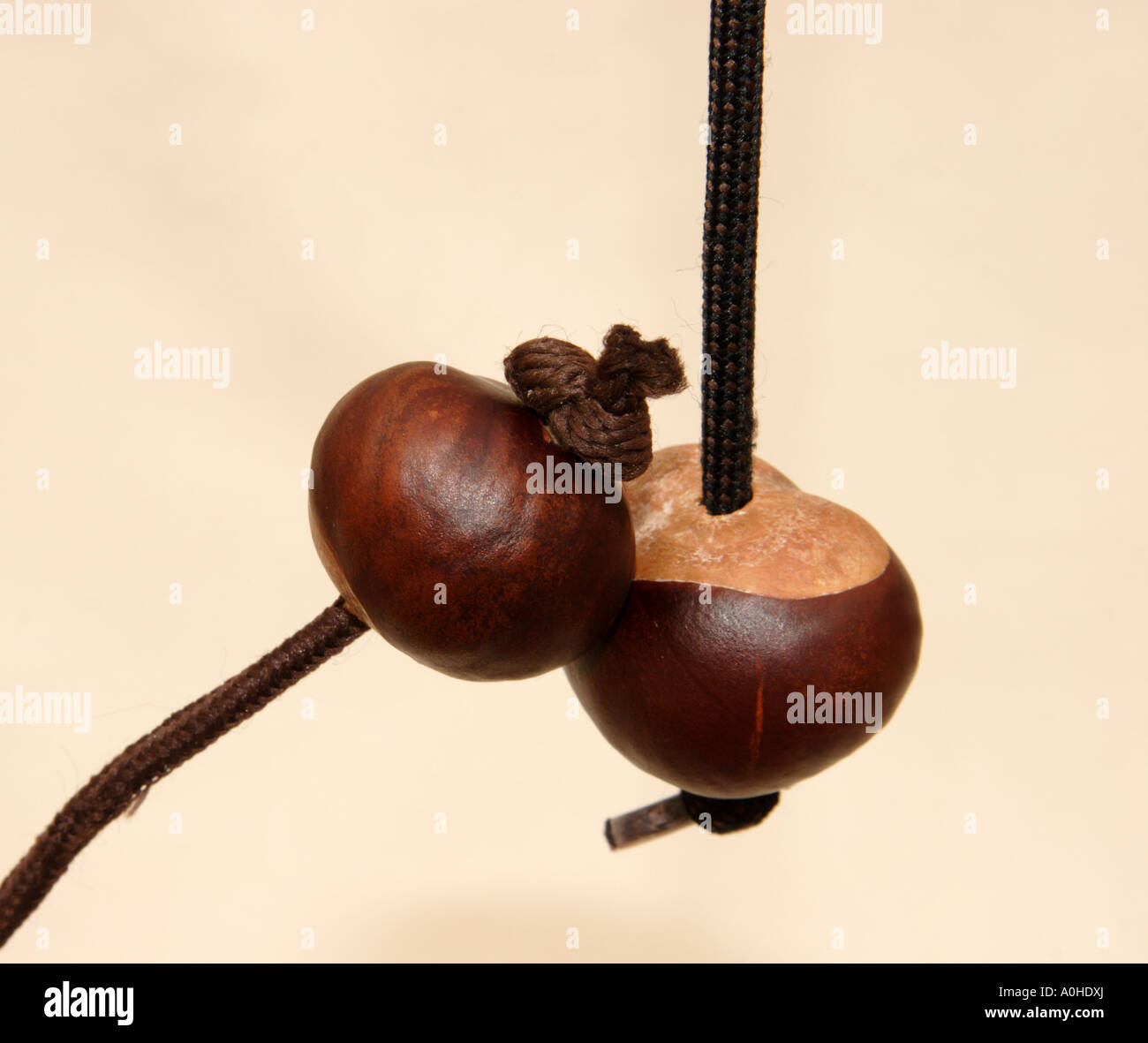 Conker on string hi-res stock photography and images - Alamy