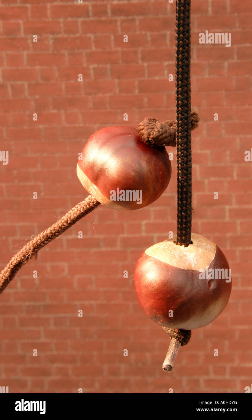 Conker on string hi-res stock photography and images - Alamy