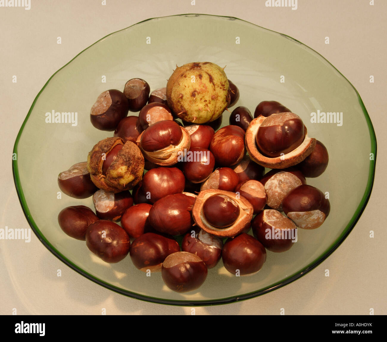 Conkers in shell hi-res stock photography and images - Alamy