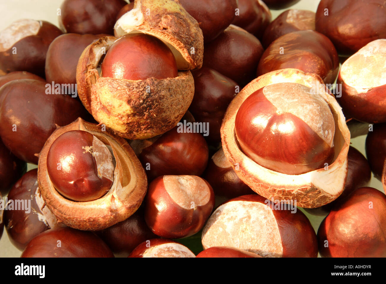 Conker battle hi-res stock photography and images - Alamy
