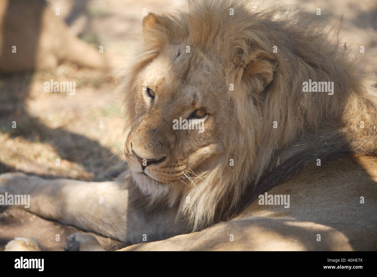 Old Lion in captivity, Panthera leo krugeri. South Africa Stock Photo ...